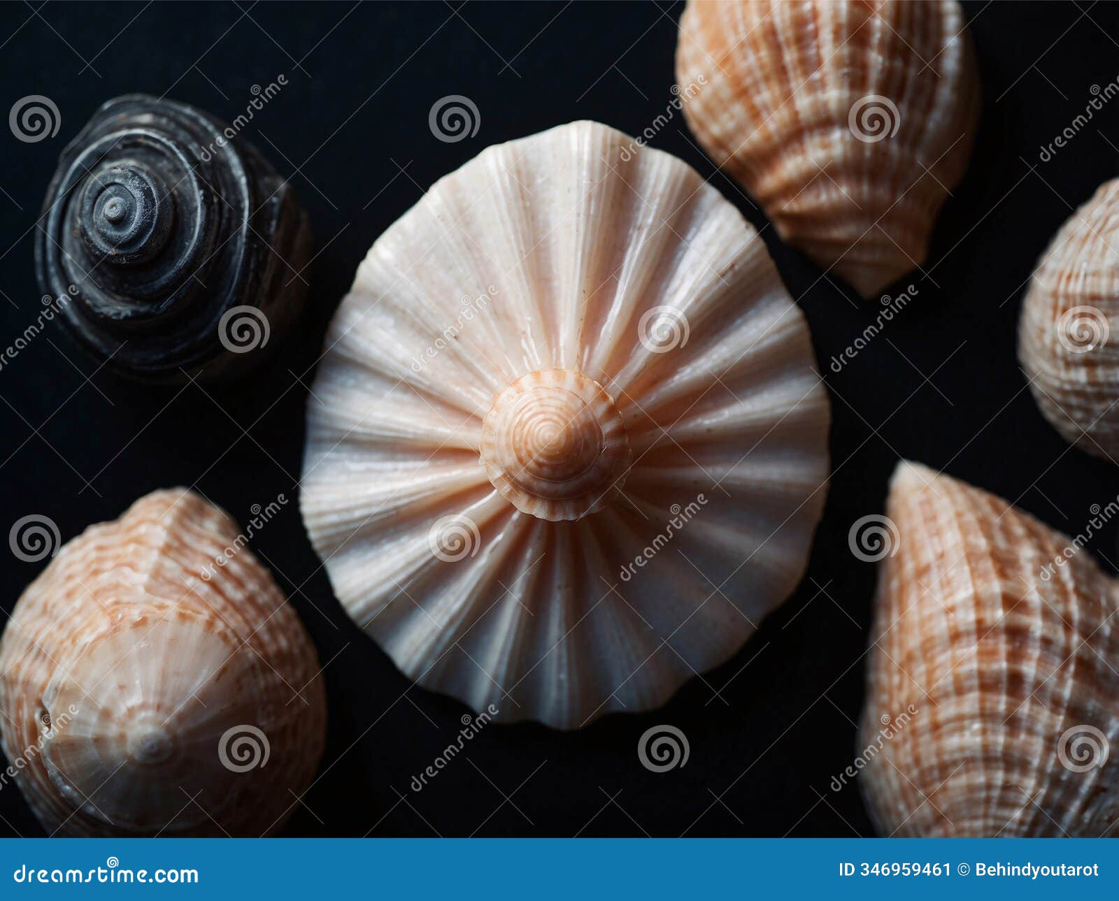 A Collection of Different Seashells on a Dark Surface. There are ...