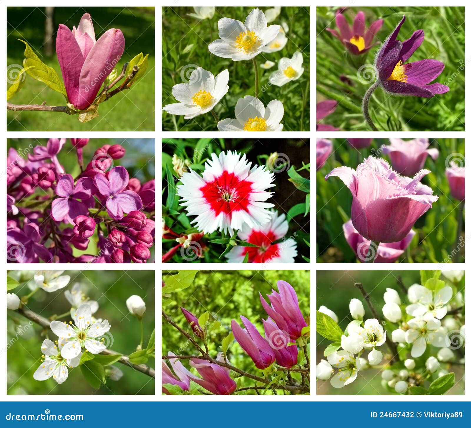 Collection of Different Spring Flowers Stock Photo - Image of gardening ...