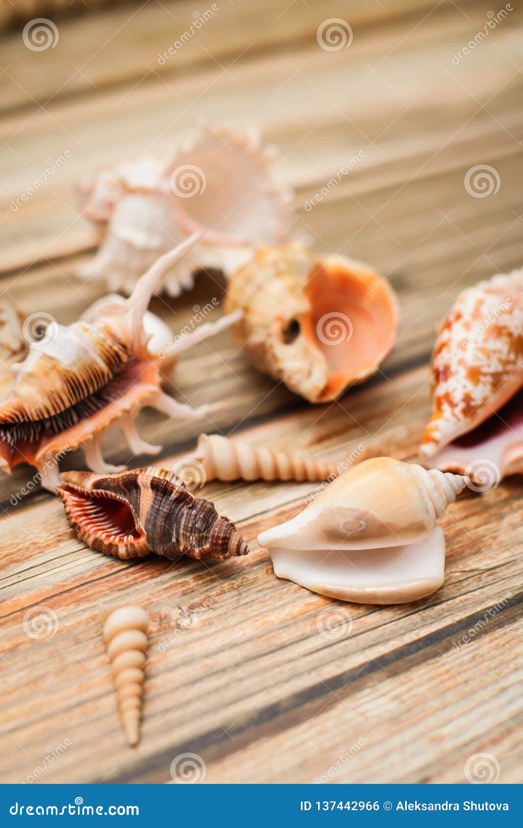 Collection of Different Tropical Seashell on Wood Texture Table in ...