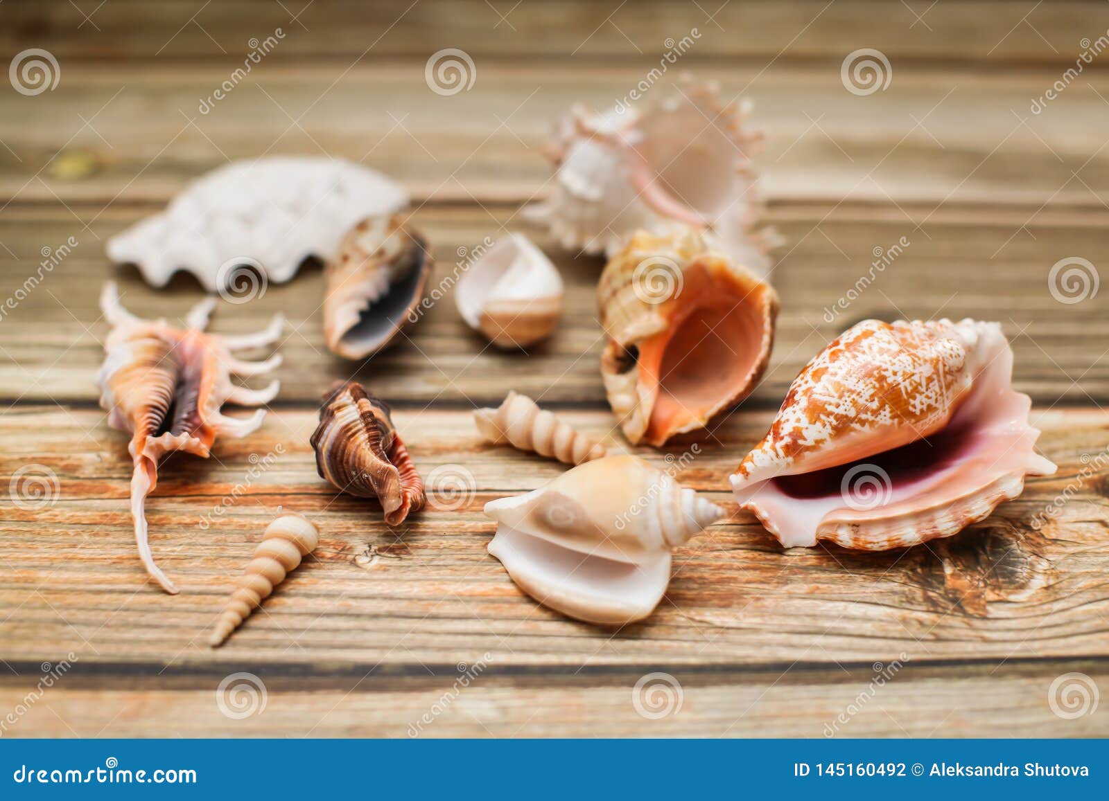 Collection of Different Tropical Seashell on Wood Texture Table in ...