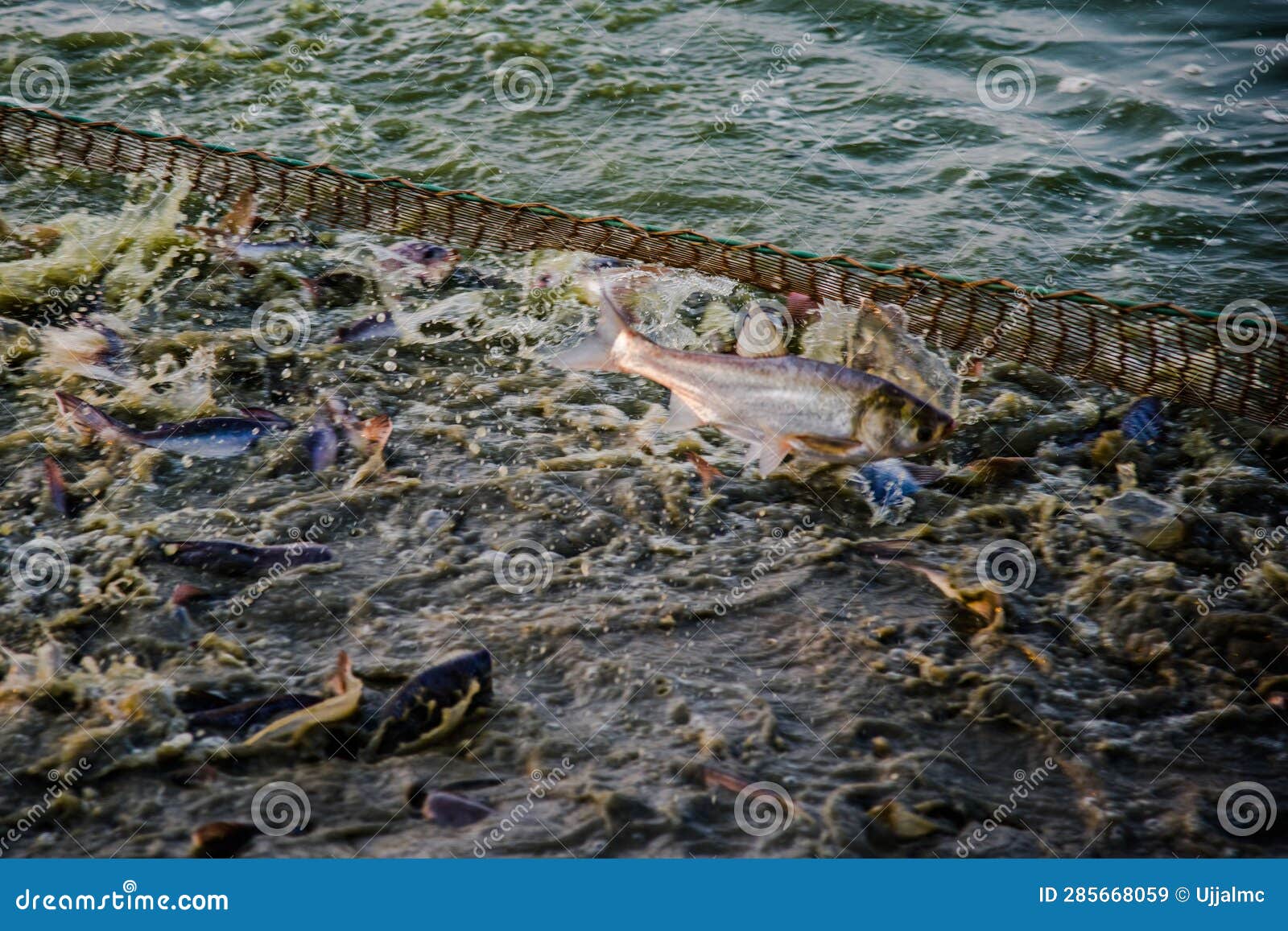 Different Types of Fish Inside of Net Stock Image - Image of samall ...