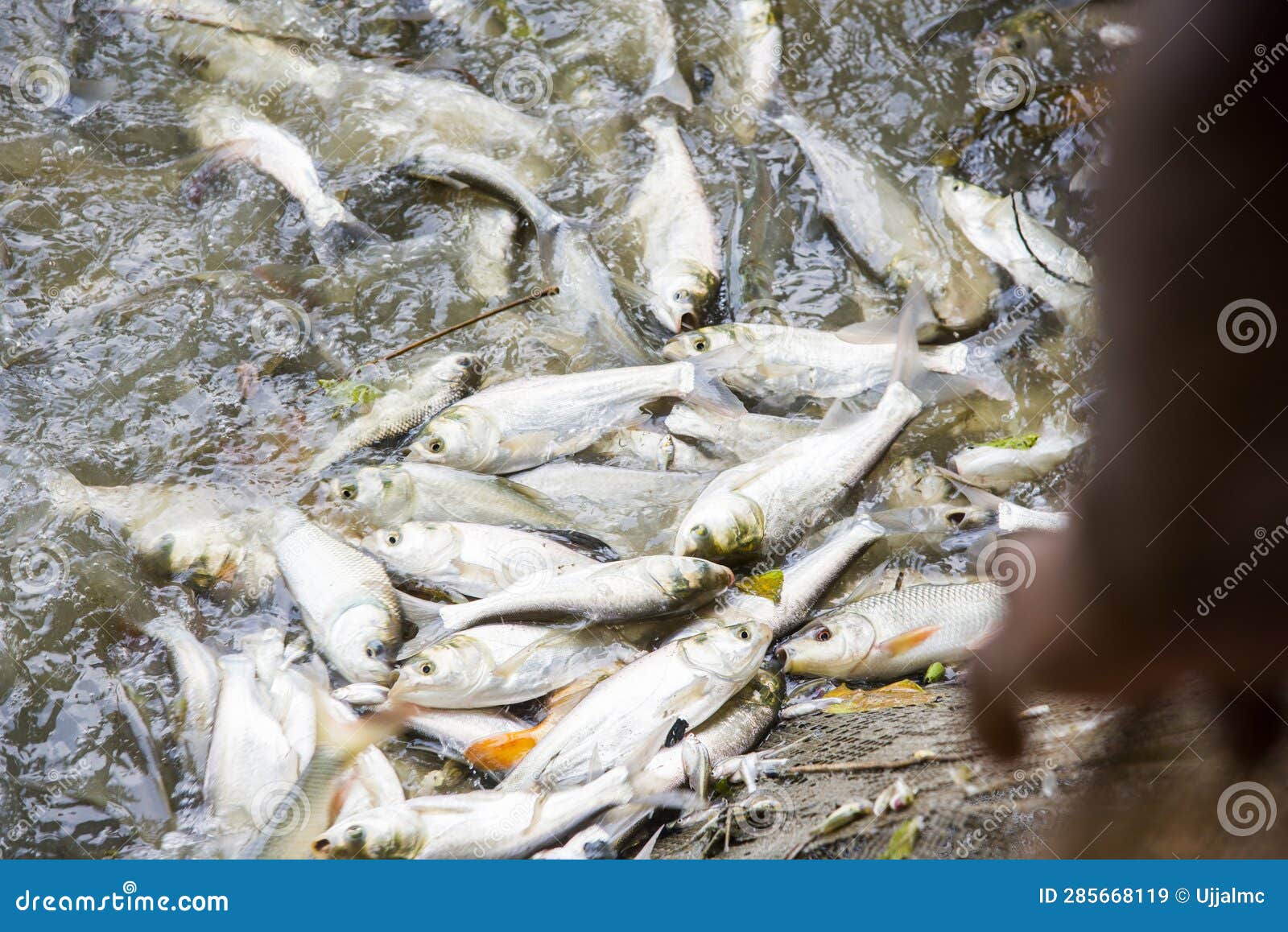 Silver Carp Fish Inside of Net Stock Image - Image of invertebrate ...