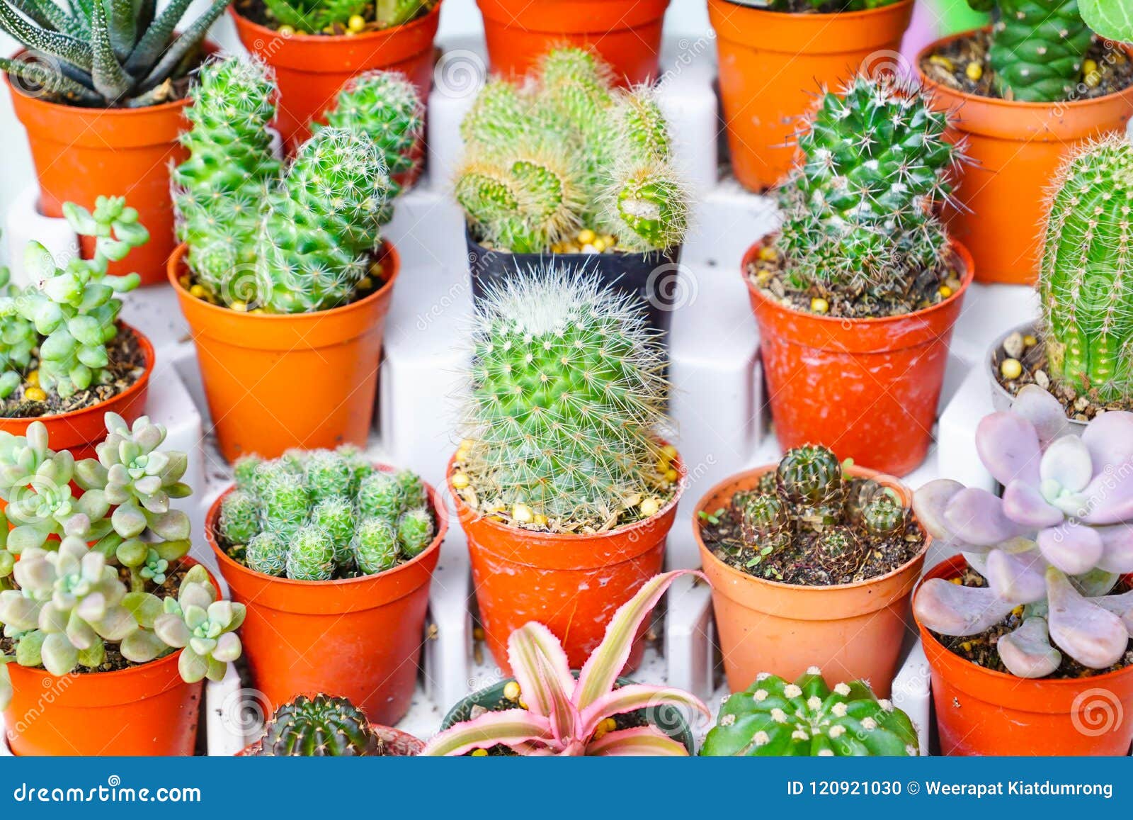 Different types of cactus stock photo. Image of sand - 120921030