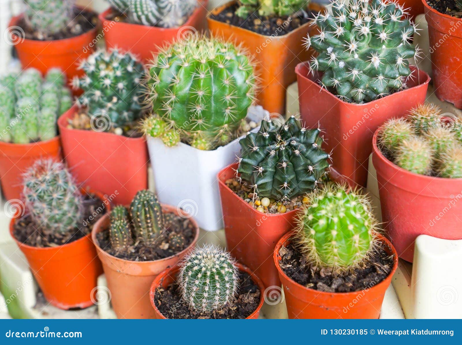 Different types of cactus stock image. Image of cacti - 130230185