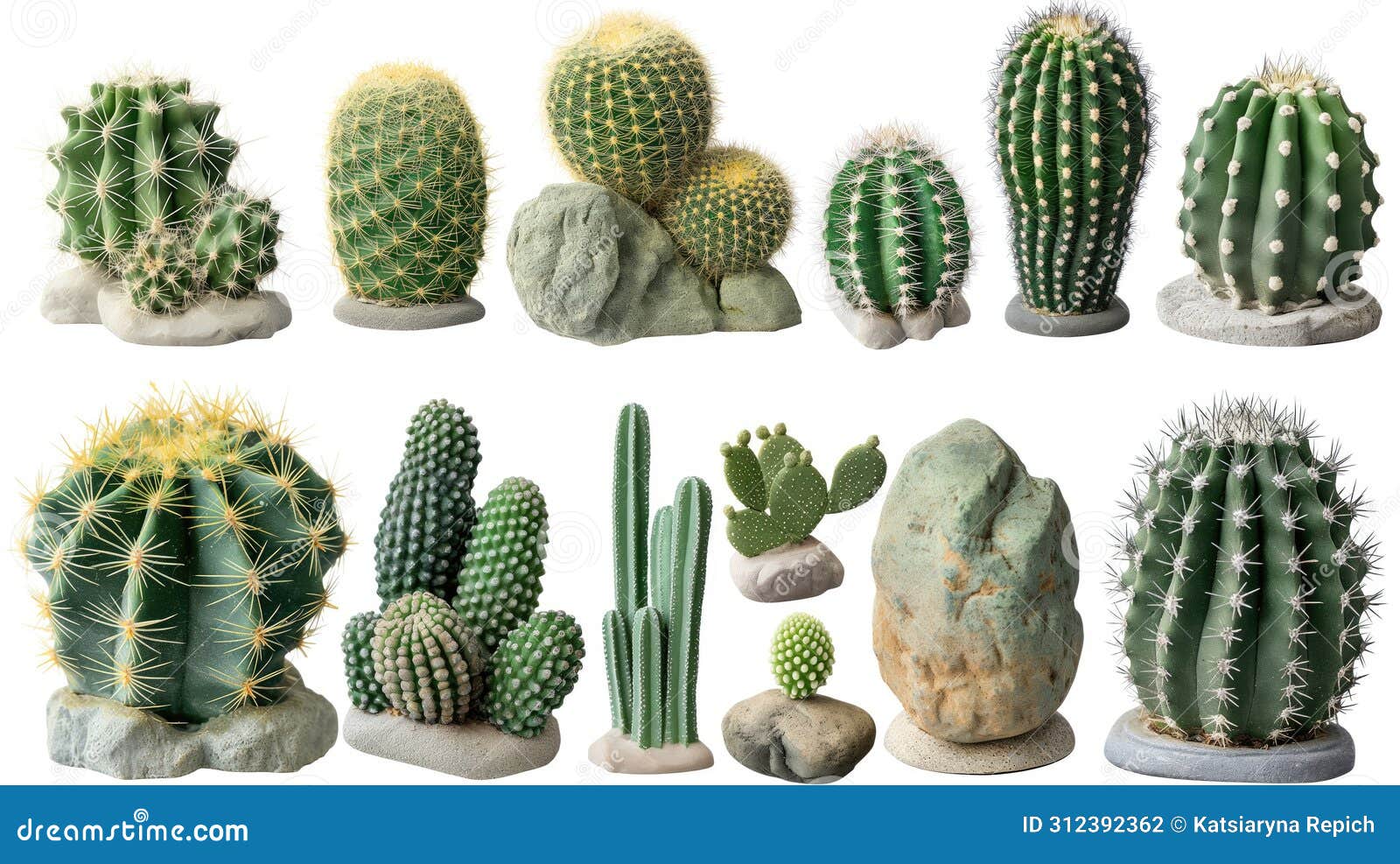 A Collection of Different Types of Cactus on a White Background Stock ...
