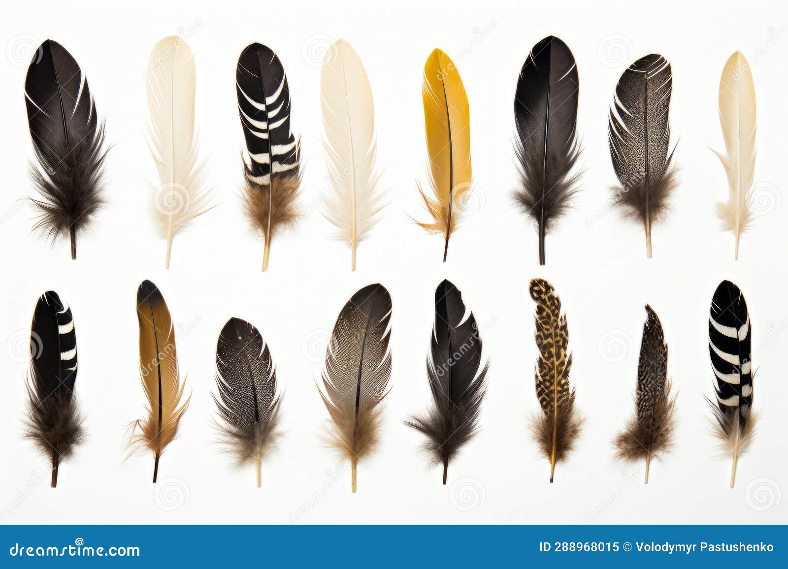 Collection of Different Types of Feathers on White Background ...