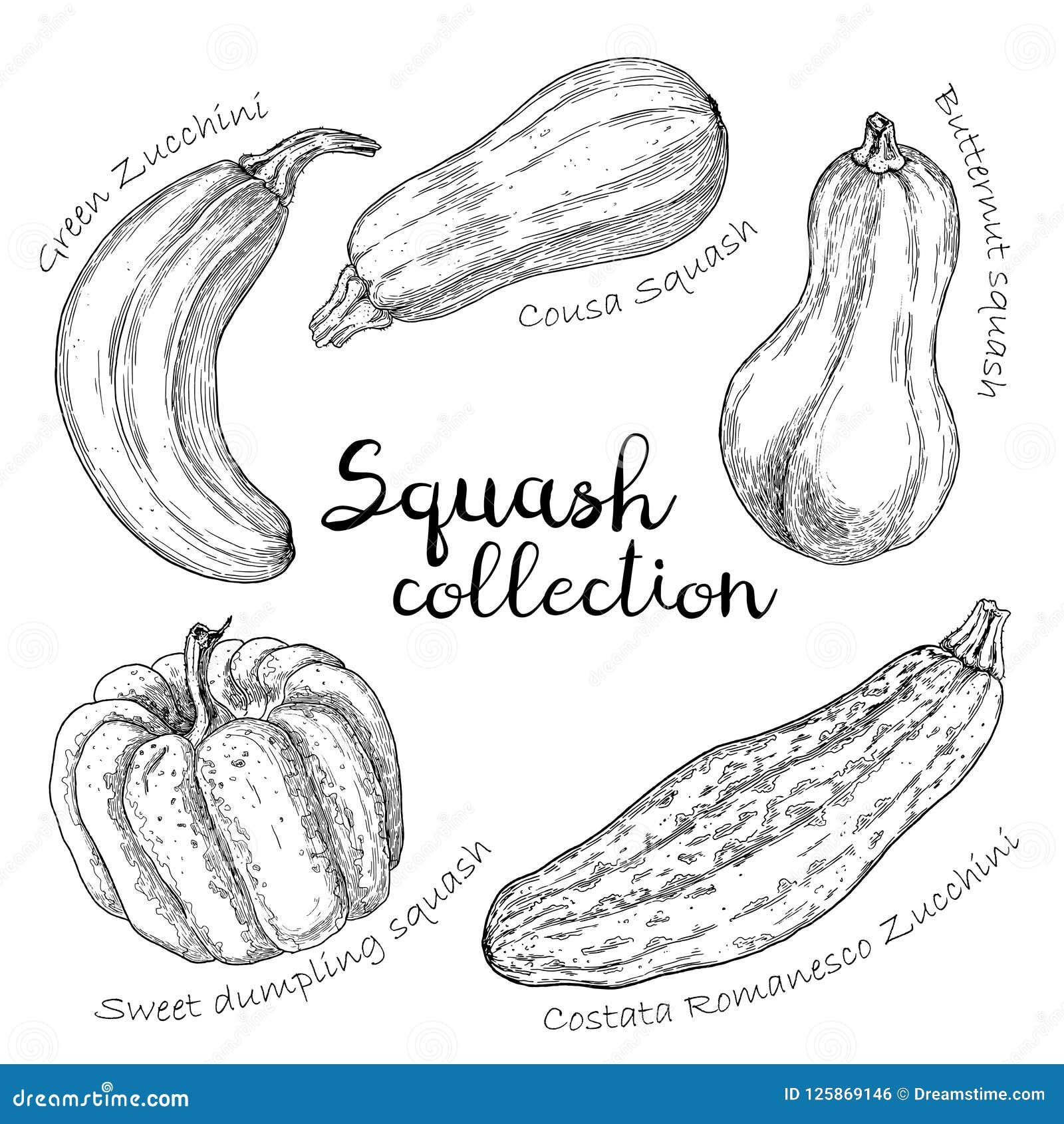 Collection of Different Vector Squashes. Stock Vector - Illustration of ...
