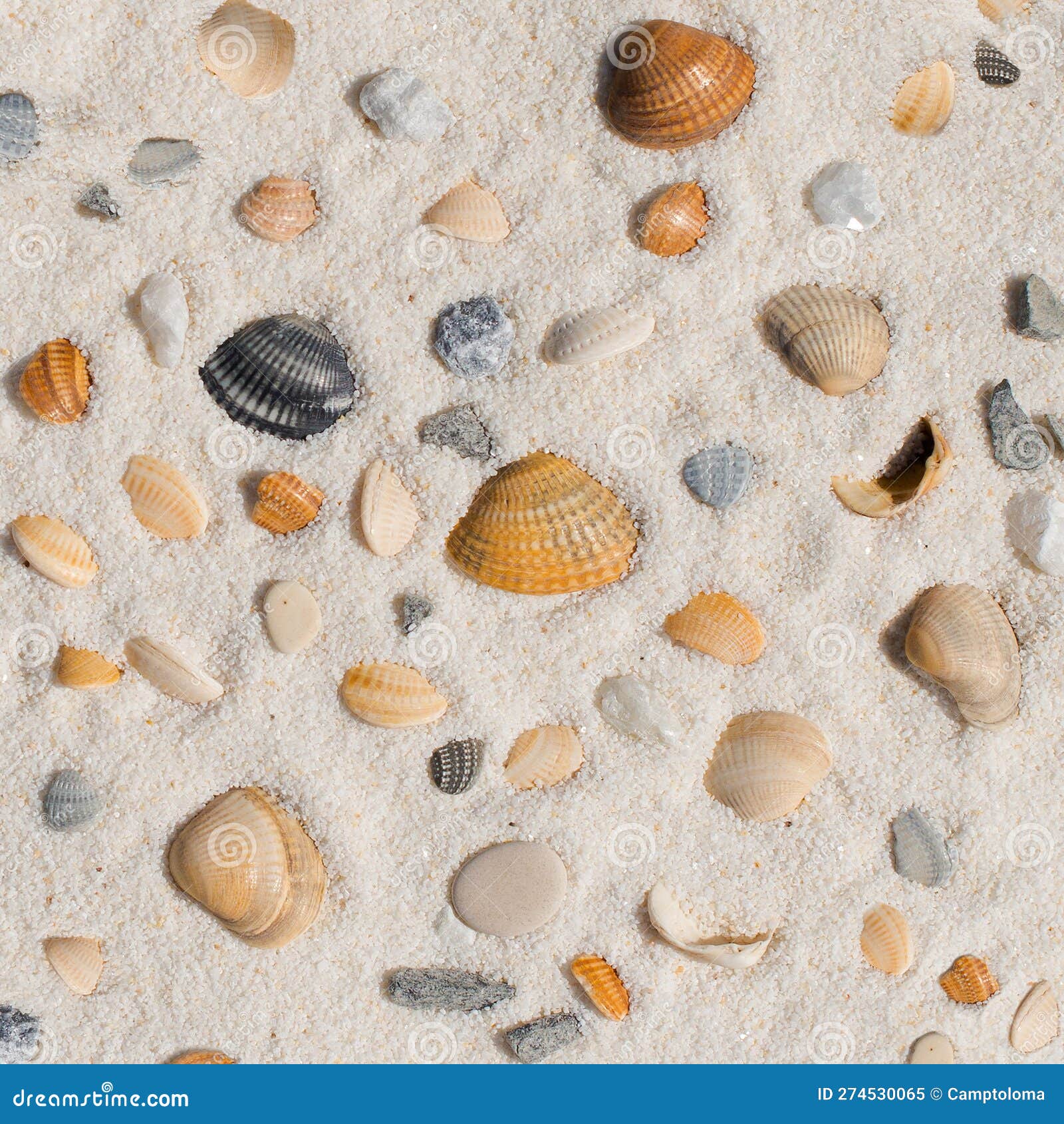 Collection of Differernt Shells Background Stock Image - Image of ...