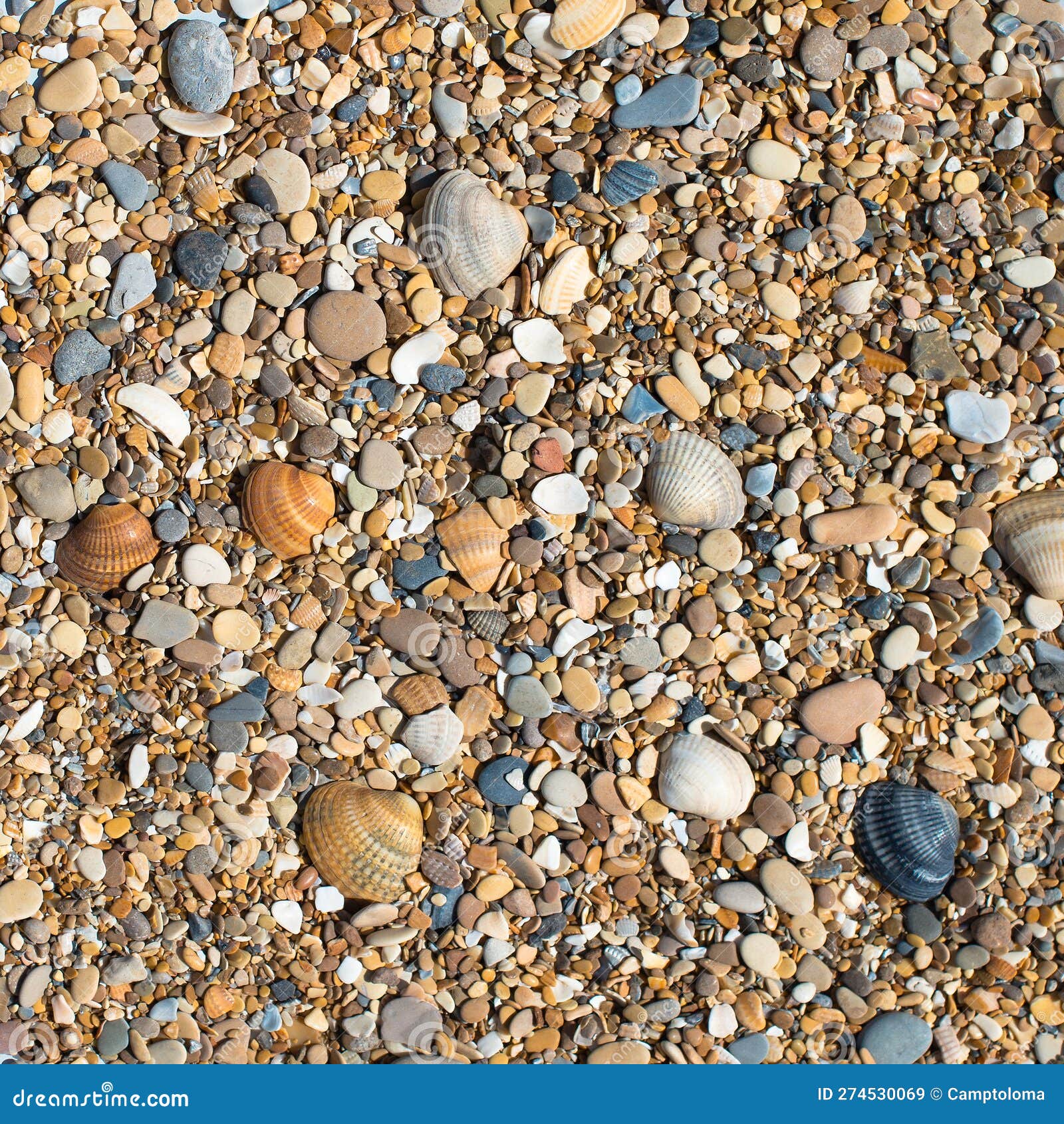 Collection of Differernt Shells Background Stock Image - Image of ocean ...