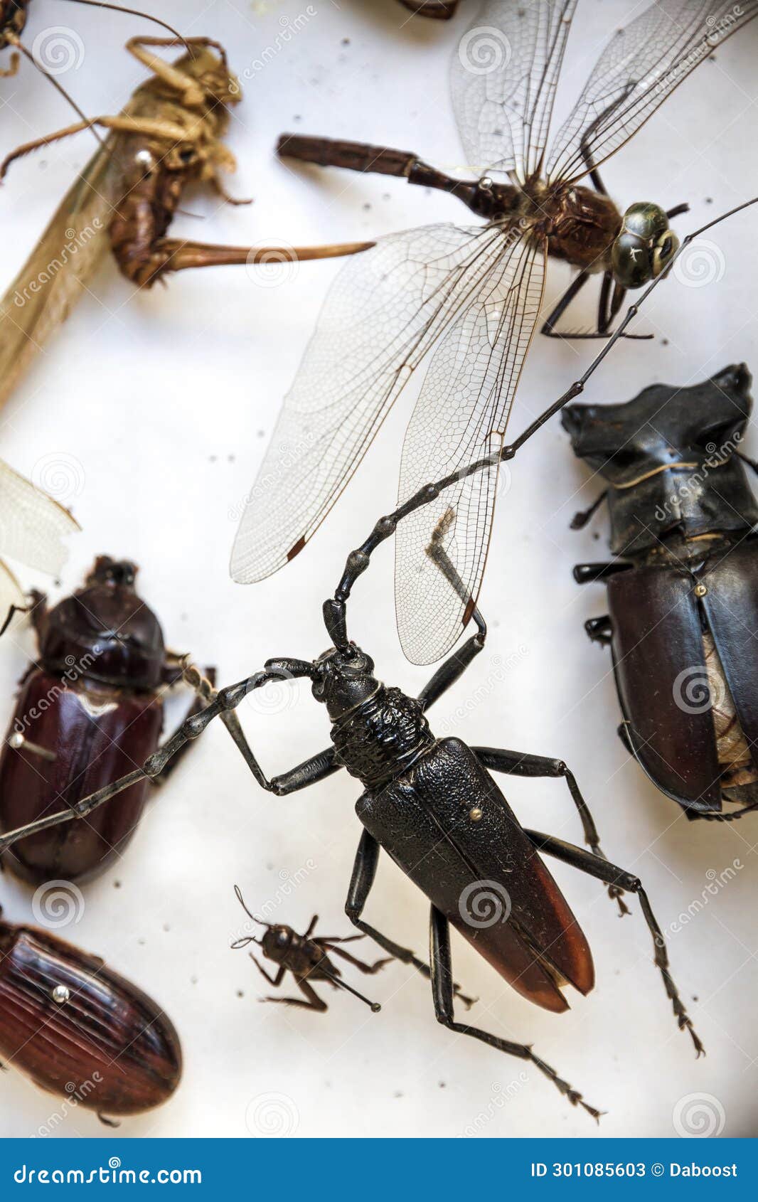 Collection of Dried Insects Presented in a Box Stock Image - Image of ...