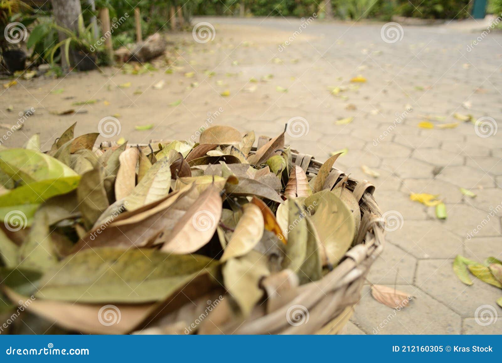 A Collection of Dried Leaves Stock Image - Image of life, arid: 212160305
