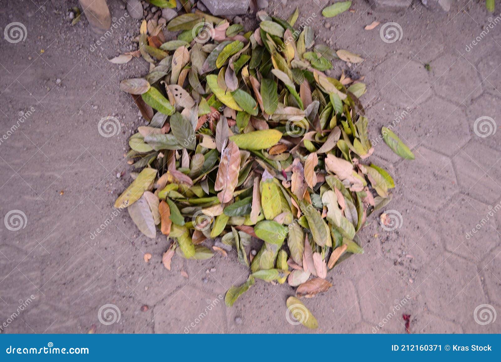 A Collection of Dried Leaves Stock Image - Image of fall, decoration ...