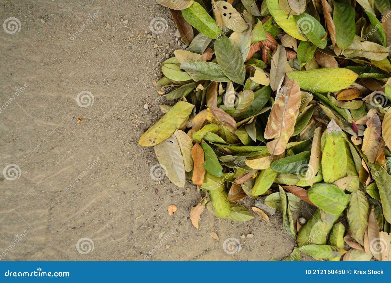 A Collection of Dried Leaves Stock Photo - Image of branch, life: 212160450