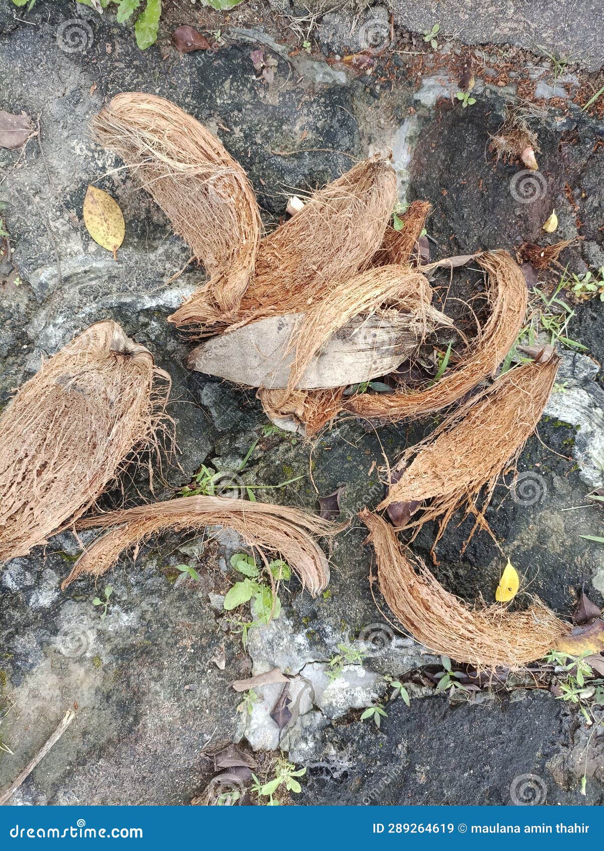 A Collection of Dry Coconut Fibers Stock Image - Image of nature ...