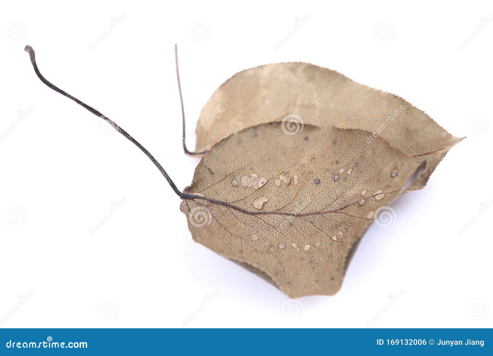 Collection of dry leaf stock photo. Image of dipping - 169132006