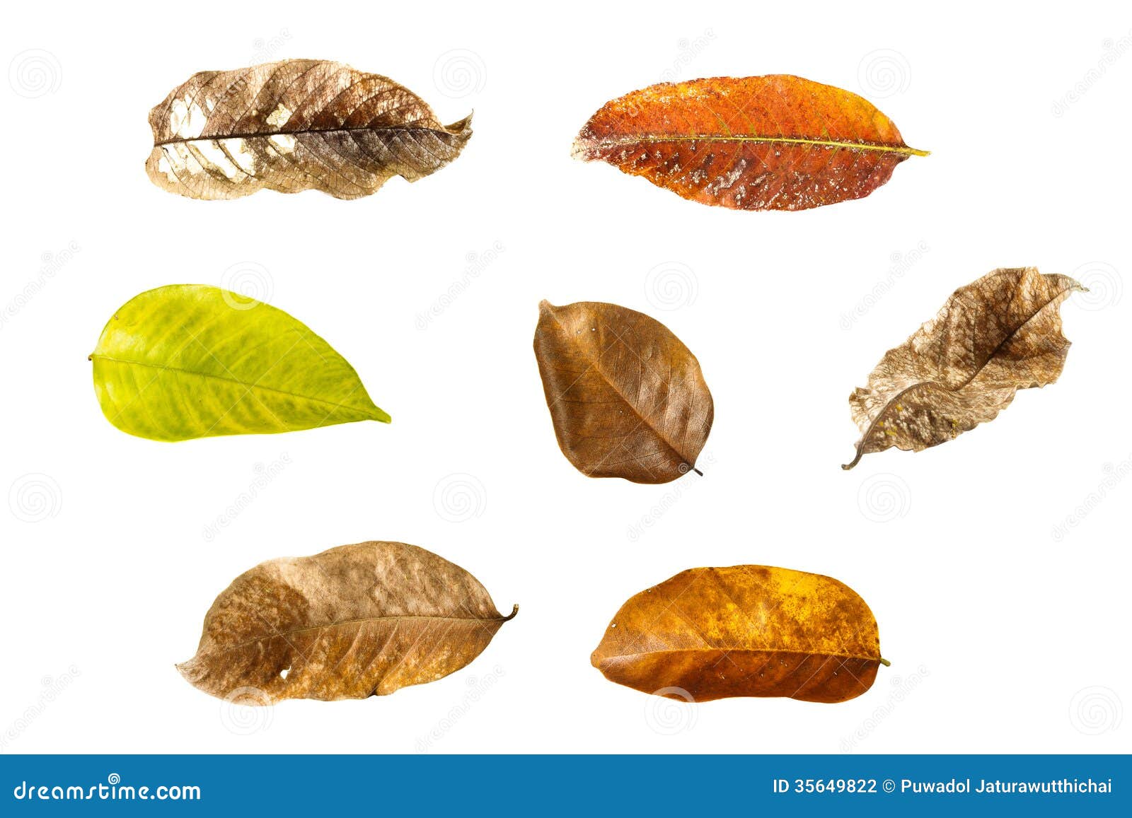 Collection of dry leaves stock photo. Image of branch - 35649822