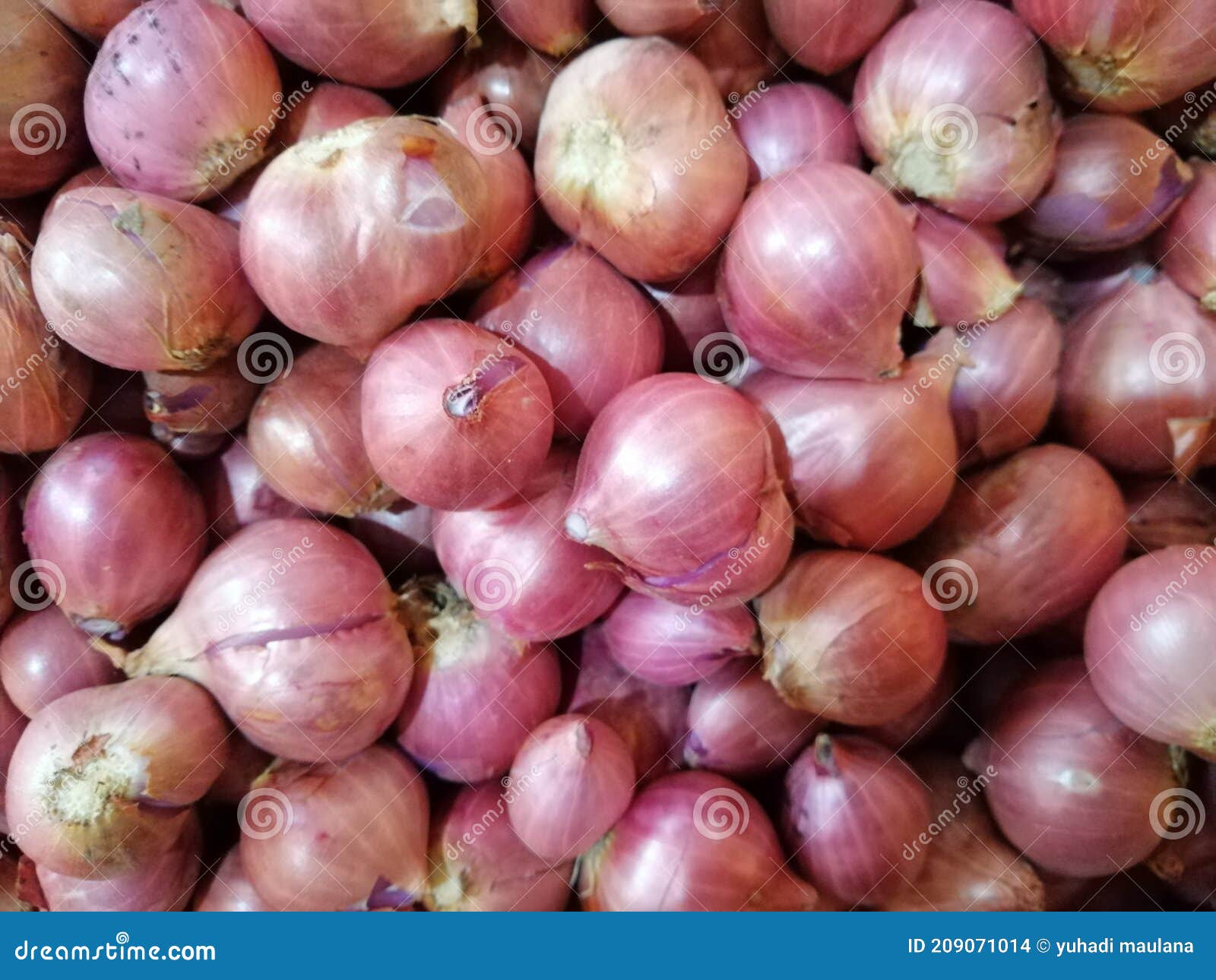 Collection of dry shallots stock photo. Image of onions - 209071014