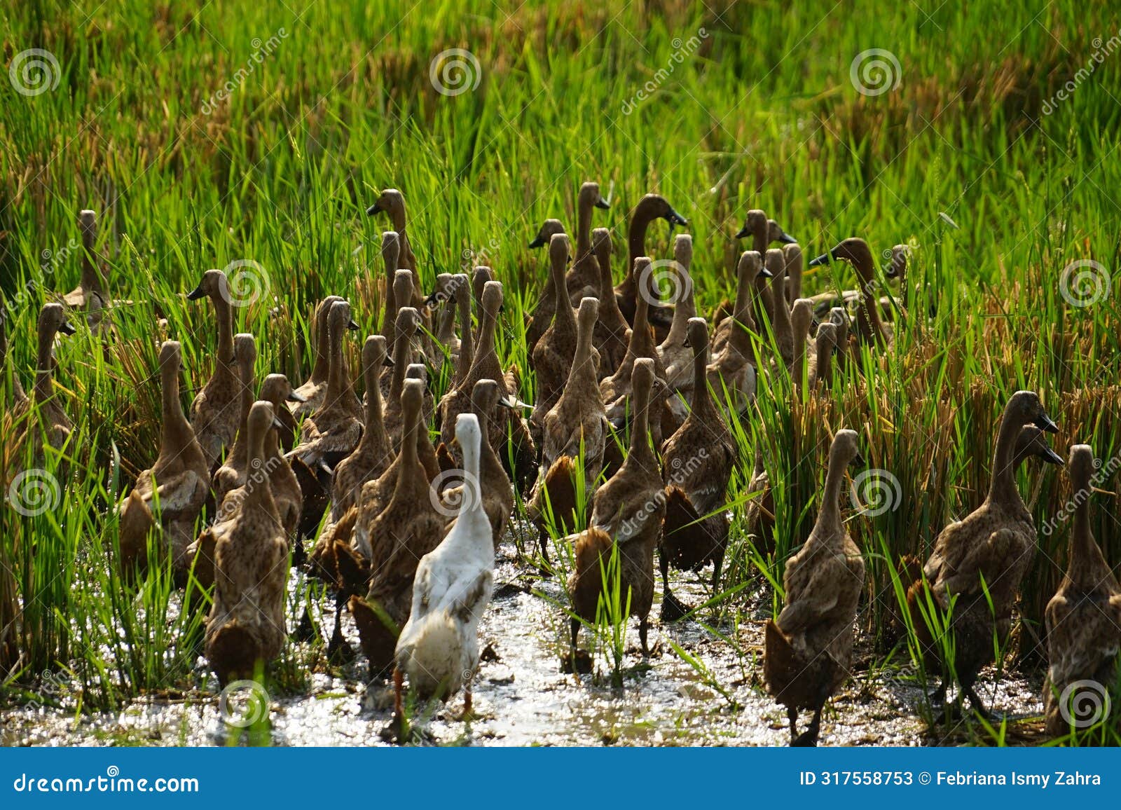 A collection of ducks stock image. Image of multi, avian - 317558753