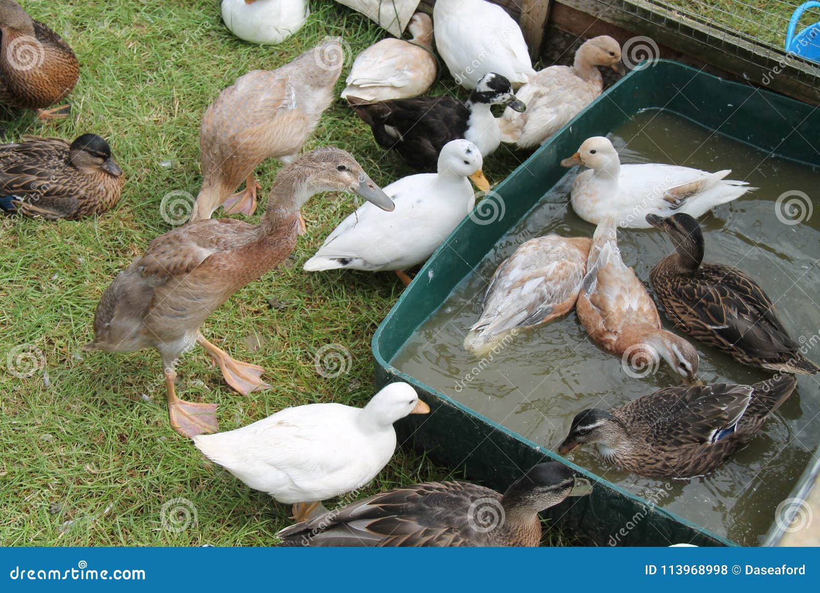 Collection of Ducks. stock photo. Image of countryside - 113968998