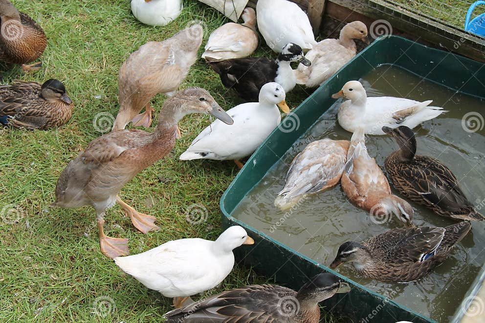Collection of Ducks. stock photo. Image of countryside - 113968998