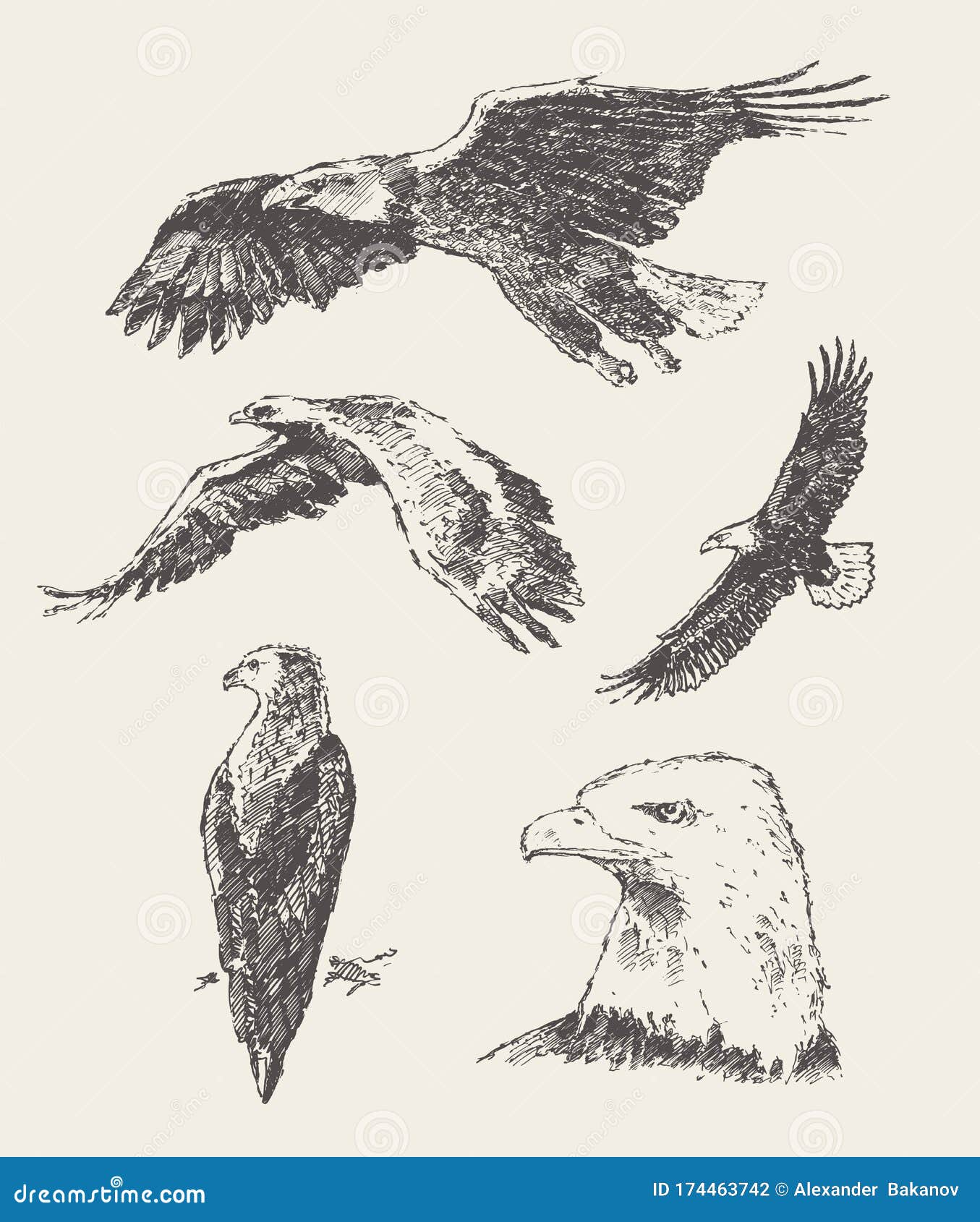Eagles. Sketch Pencil. Drawing By Hand. Vector | CartoonDealer.com ...