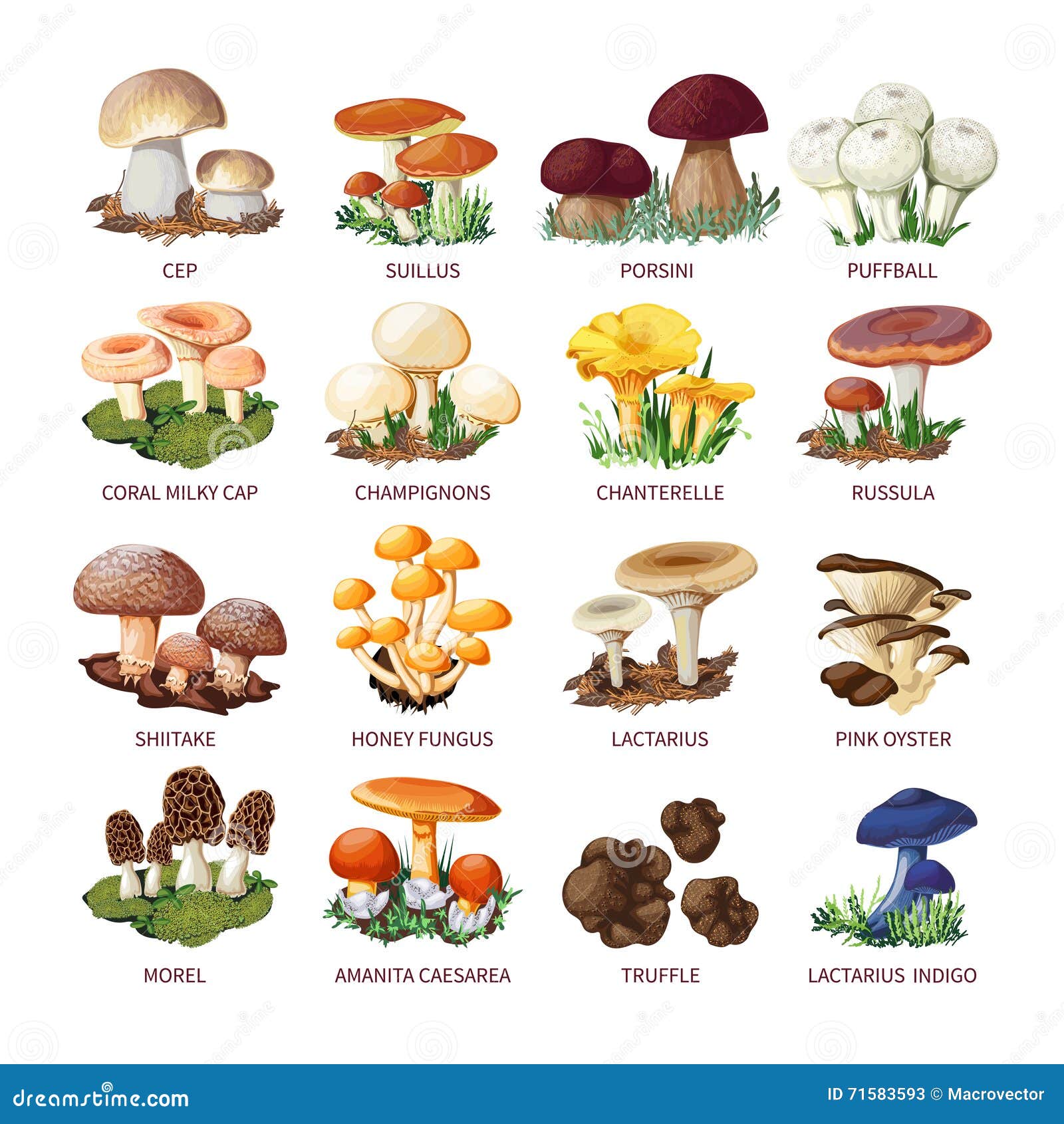 Collection Of Edible Mushrooms And Toadstools Stock Vector