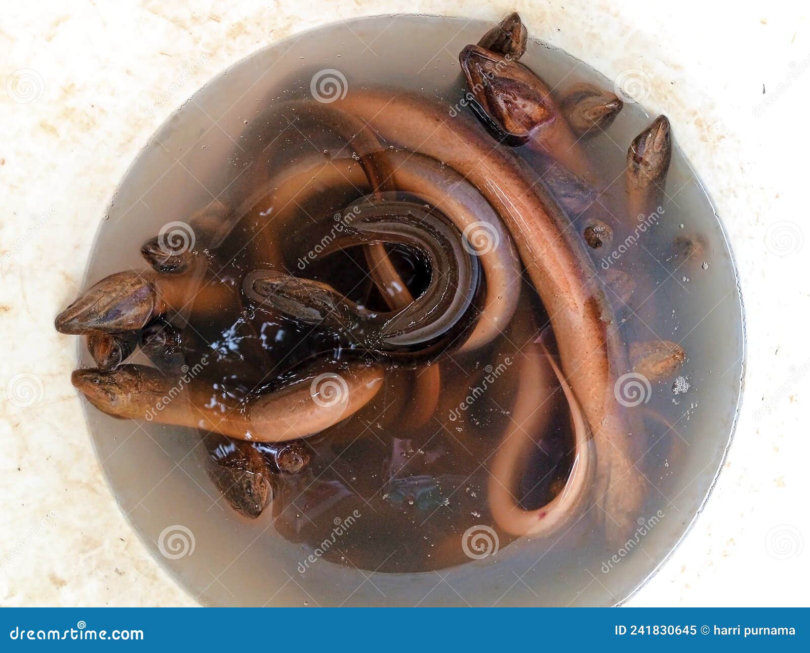 Group of eels stock image. Image of sold, animal, eels - 241830645