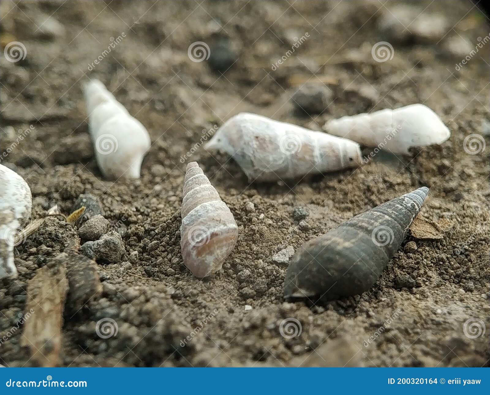 A Collection of River Snail Shells Stock Photo - Image of shells ...