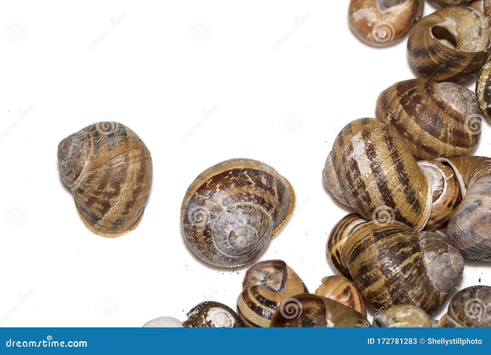 Collection of Empty Snail Shells on a White Background Stock Image ...