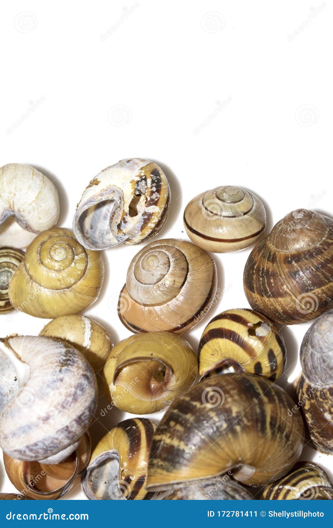 Collection of Empty Snail Shells on a White Background Stock Image ...