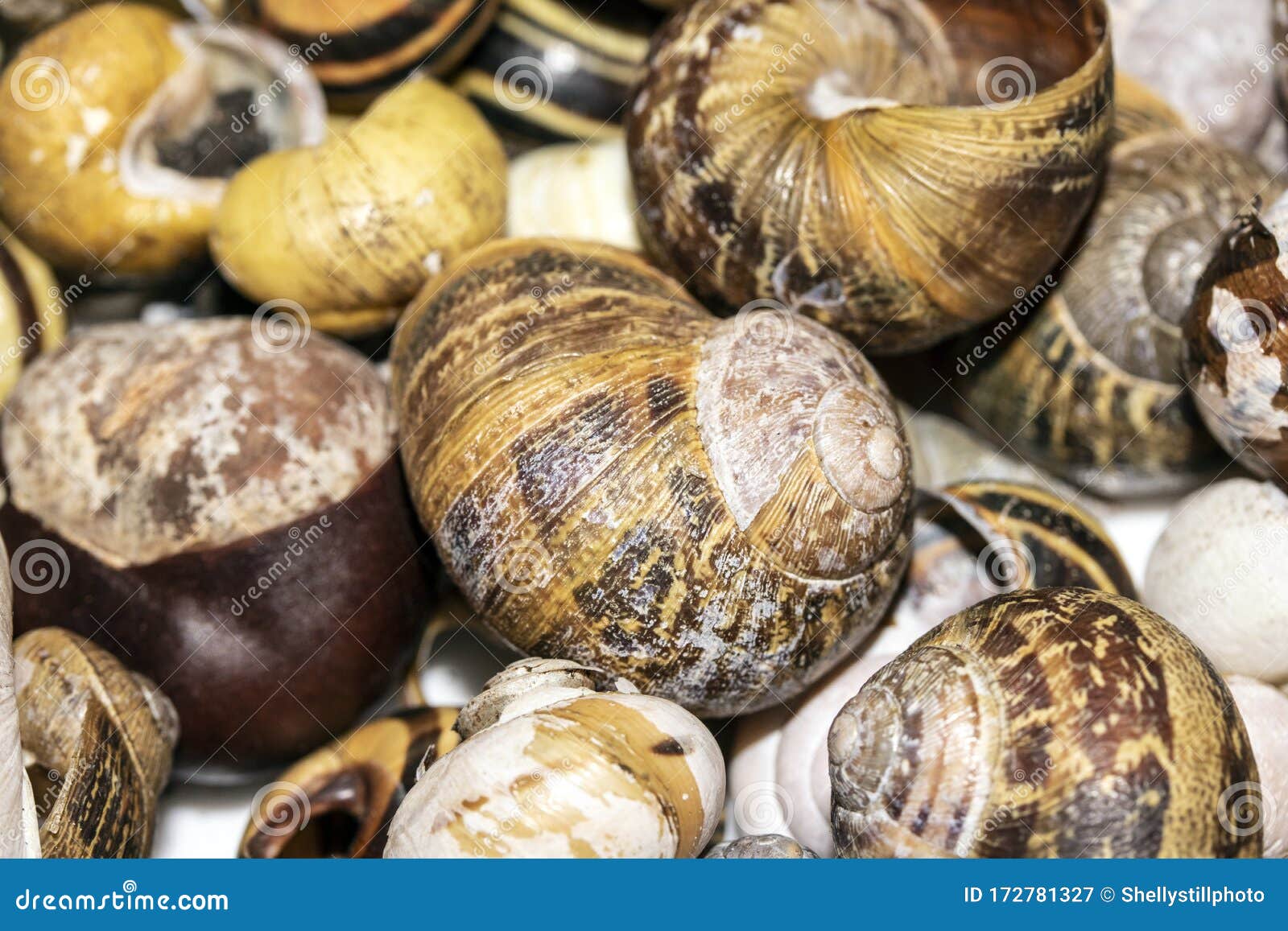 Collection of Empty Snail Shells on a White Background Stock Image ...