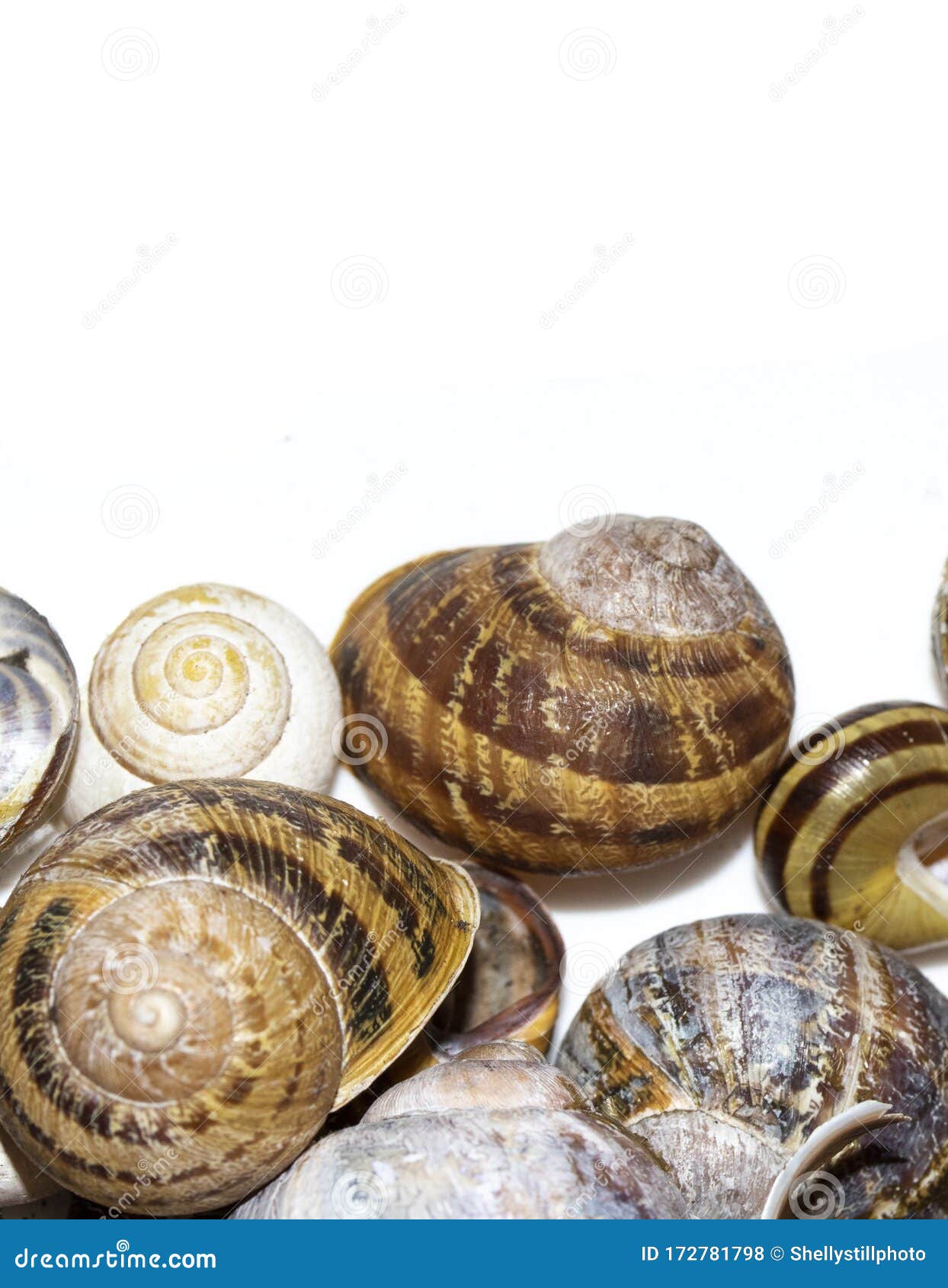 Collection of Empty Snail Shells on a White Background Stock Photo ...