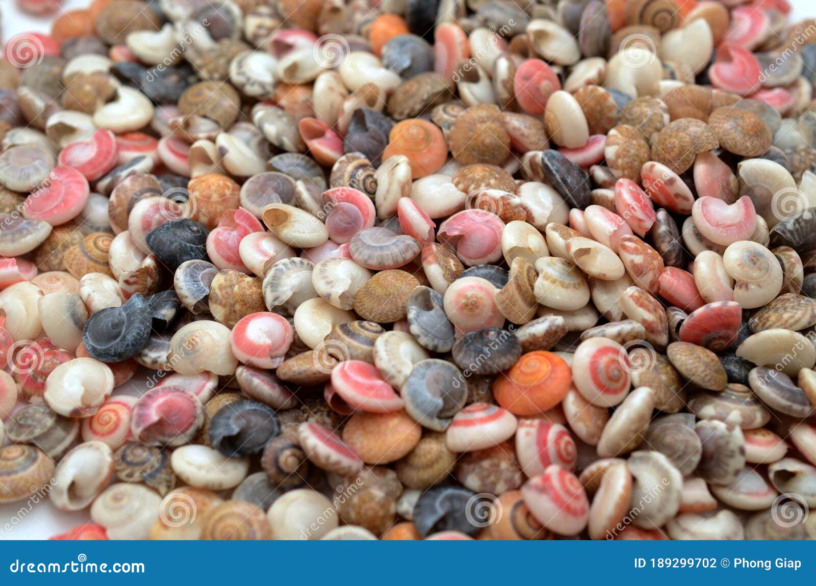 Collection of Empty Snail Shells on a White Background. Brown, Helix ...