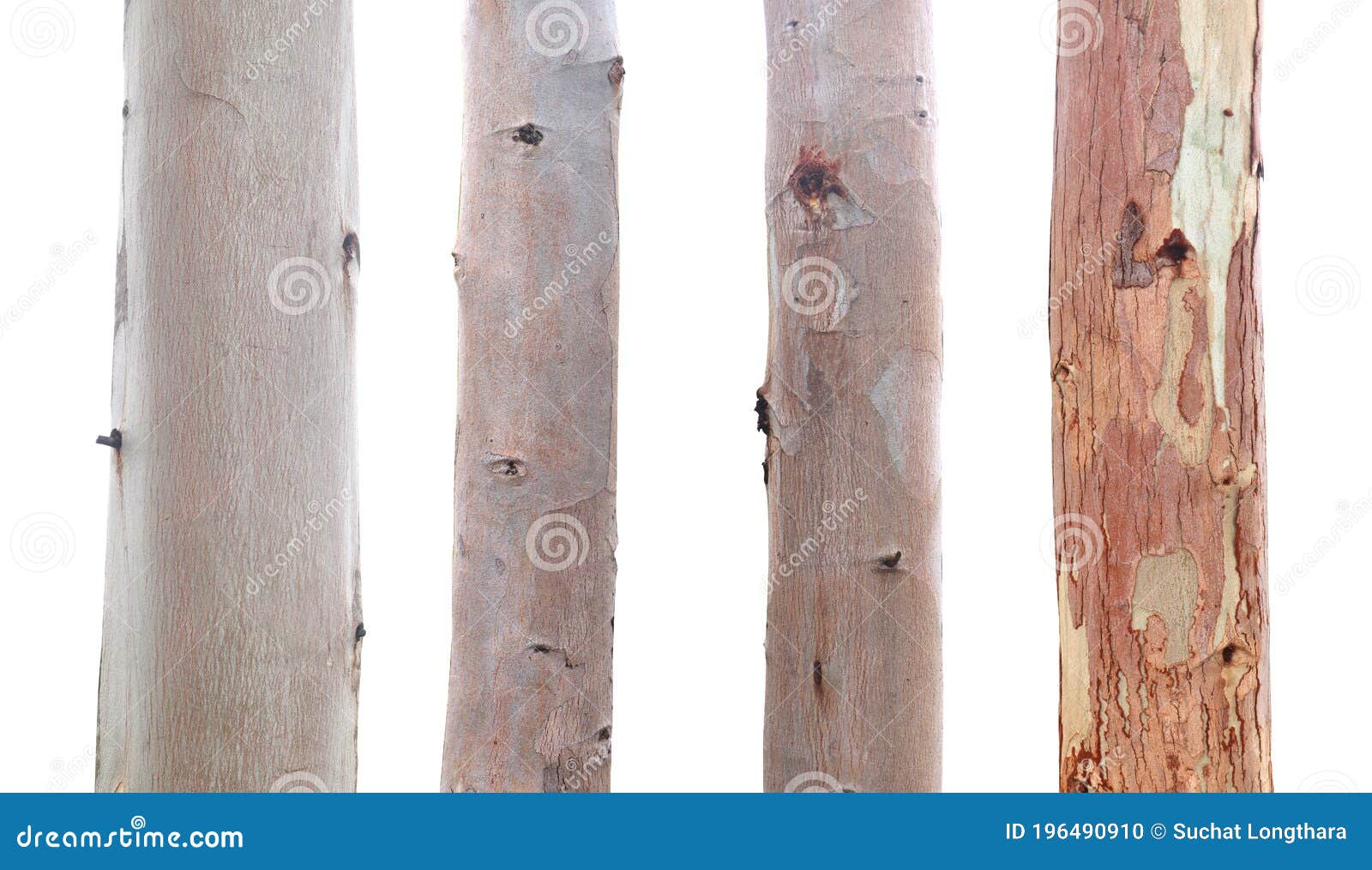 Collection of Eucalyptus Tree Trunks Stock Photo - Image of eucalyptus ...