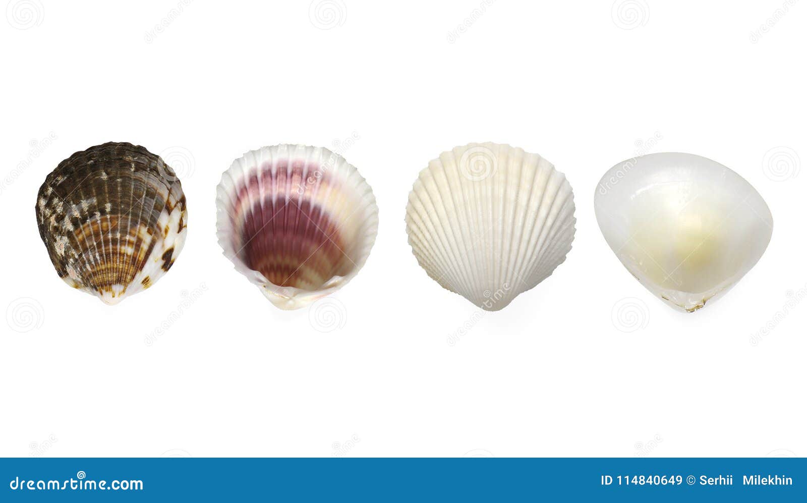 Collection Of Conch Shells Isolated On Transparent Background Stock ...