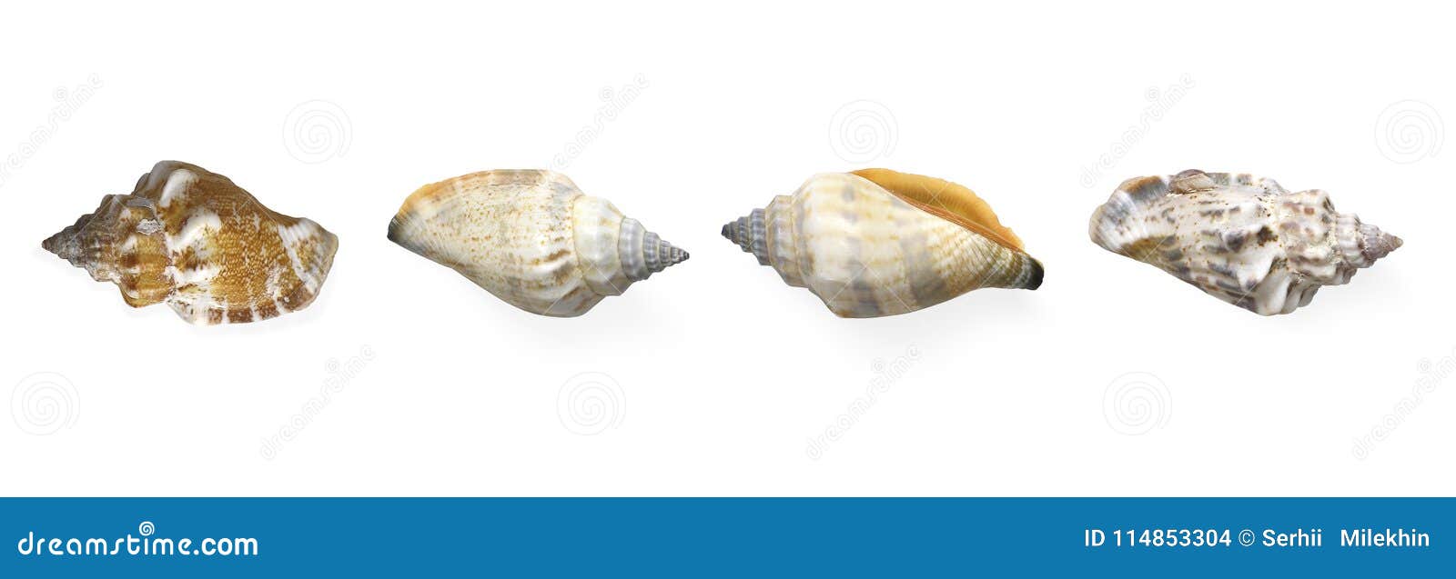 Collection Of Conch Shells Isolated On Transparent Background Stock ...