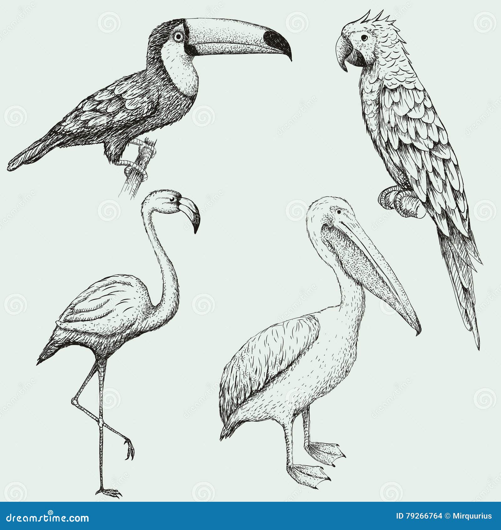 Collection of Exotic Tropical Birds Stock Vector - Illustration of ...