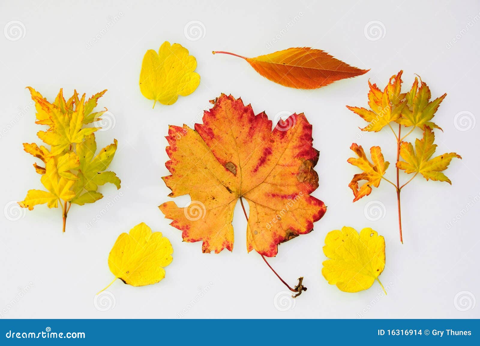 Collection of fall leaves stock photo. Image of colours - 16316914