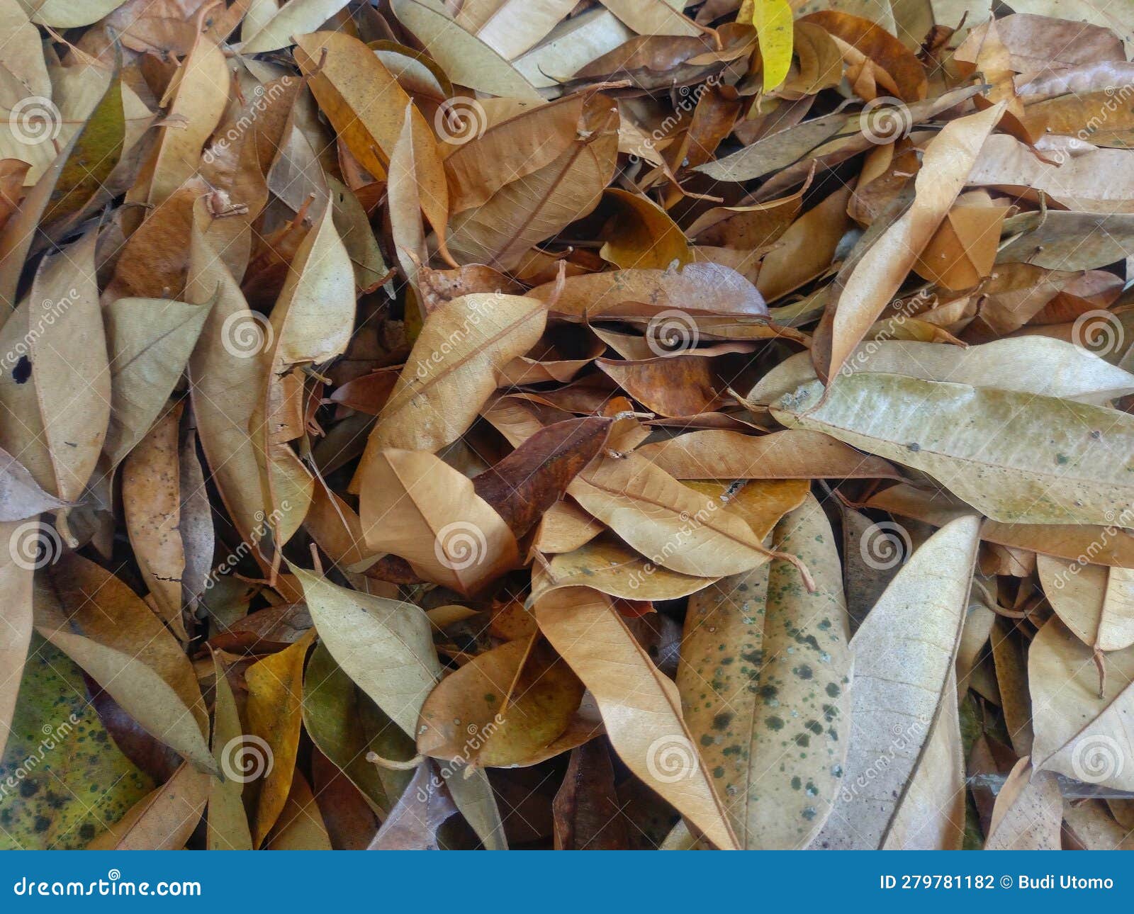 A Collection of Fallen Dry Tree Leaves Stock Photo - Image of tree ...