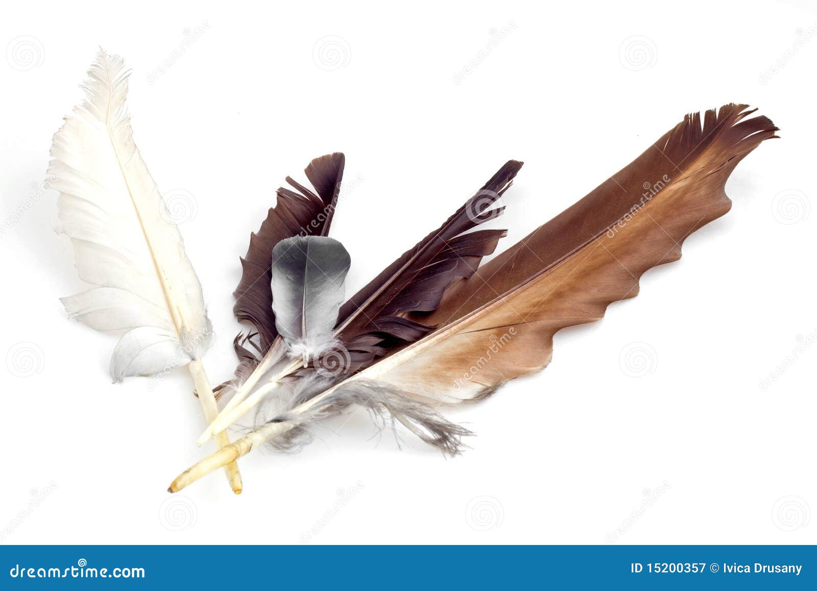 Collection of feathers stock image. Image of close, brown - 15200357