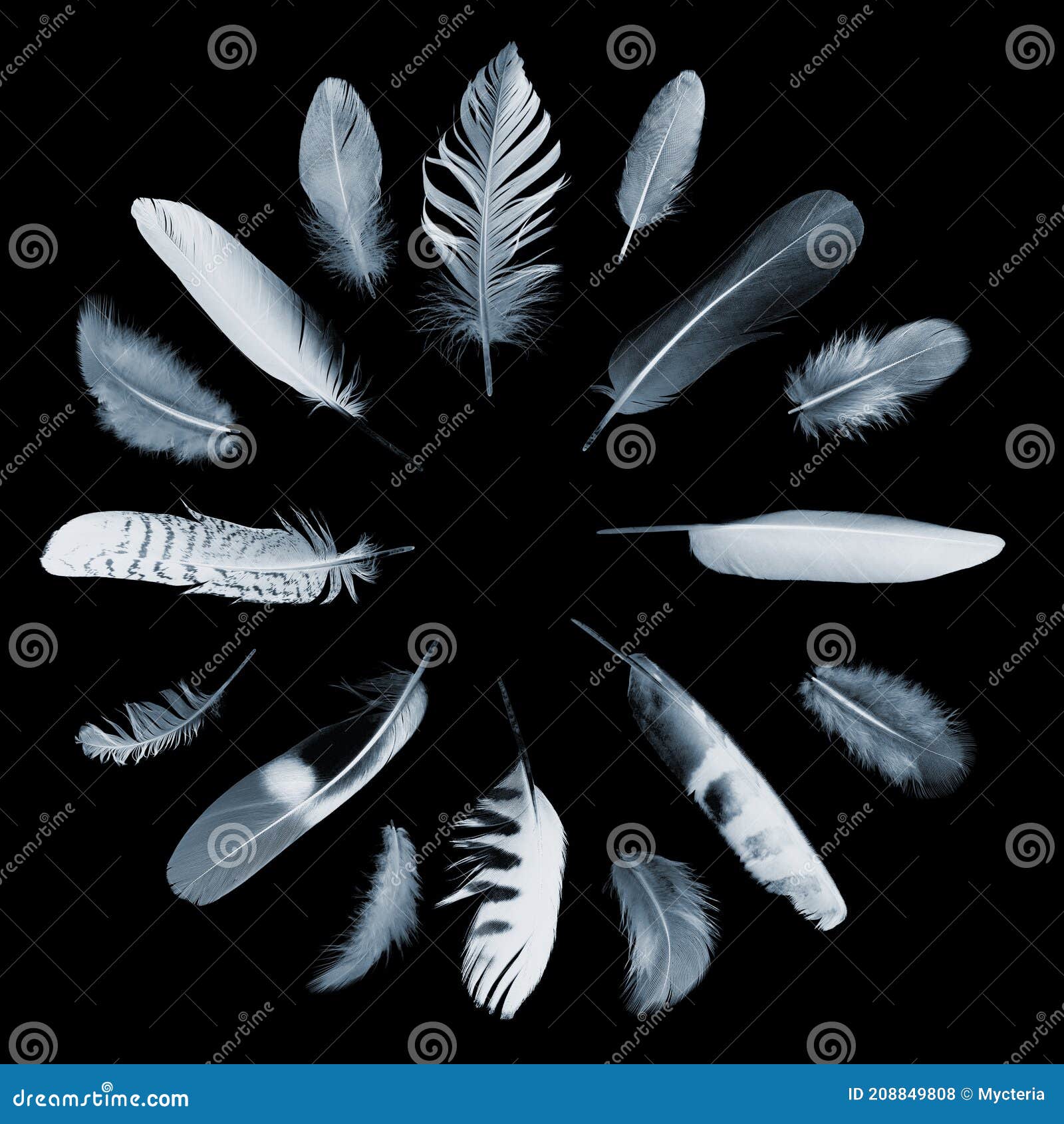 Collection of feathers stock illustration. Illustration of bird - 208849808