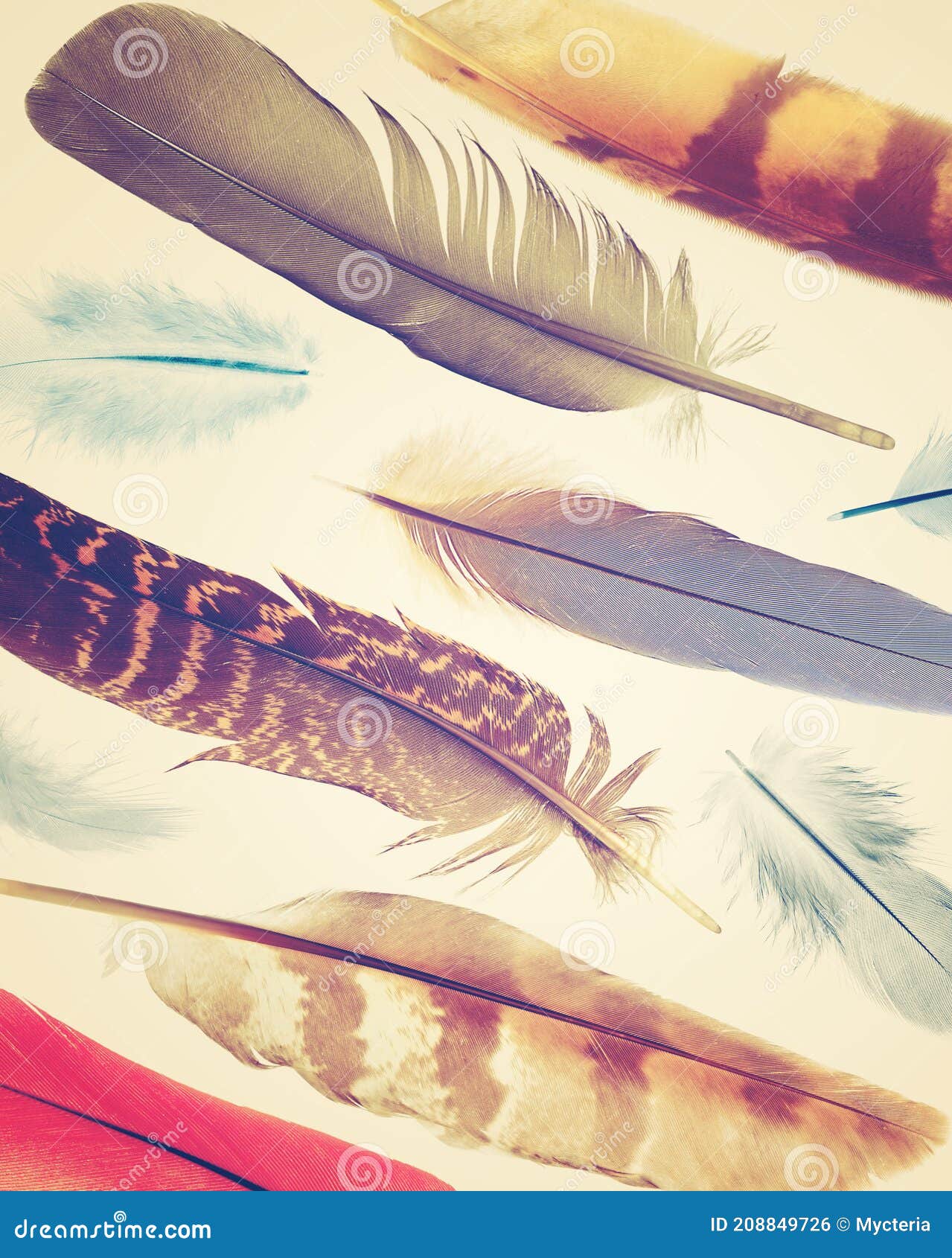 Collection of feathers stock photo. Image of color, plume - 208849726
