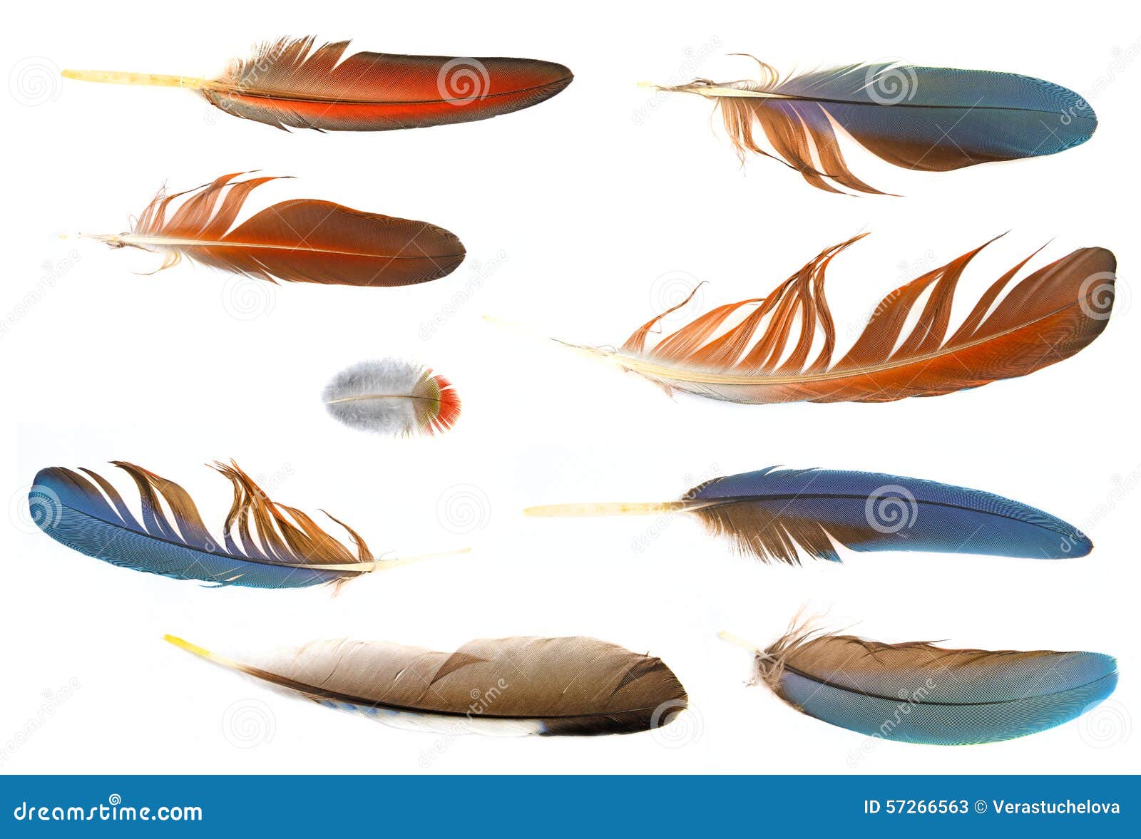 Collection of feathers stock image. Image of isolated - 57266563