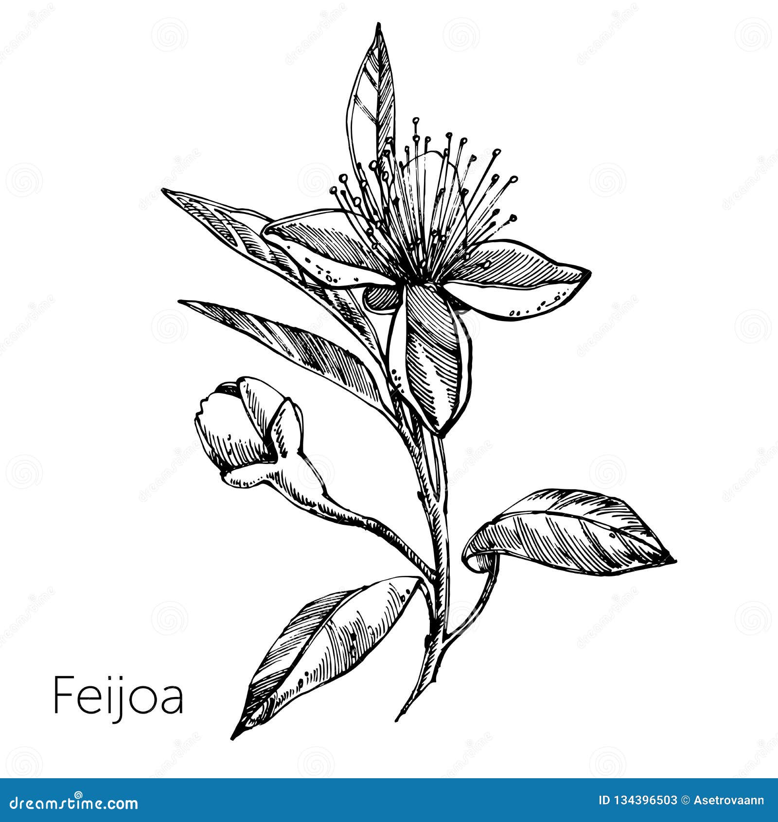Collection of Feijoa Fruit, Flower, Leaves and Feijoa Slice. Vector ...