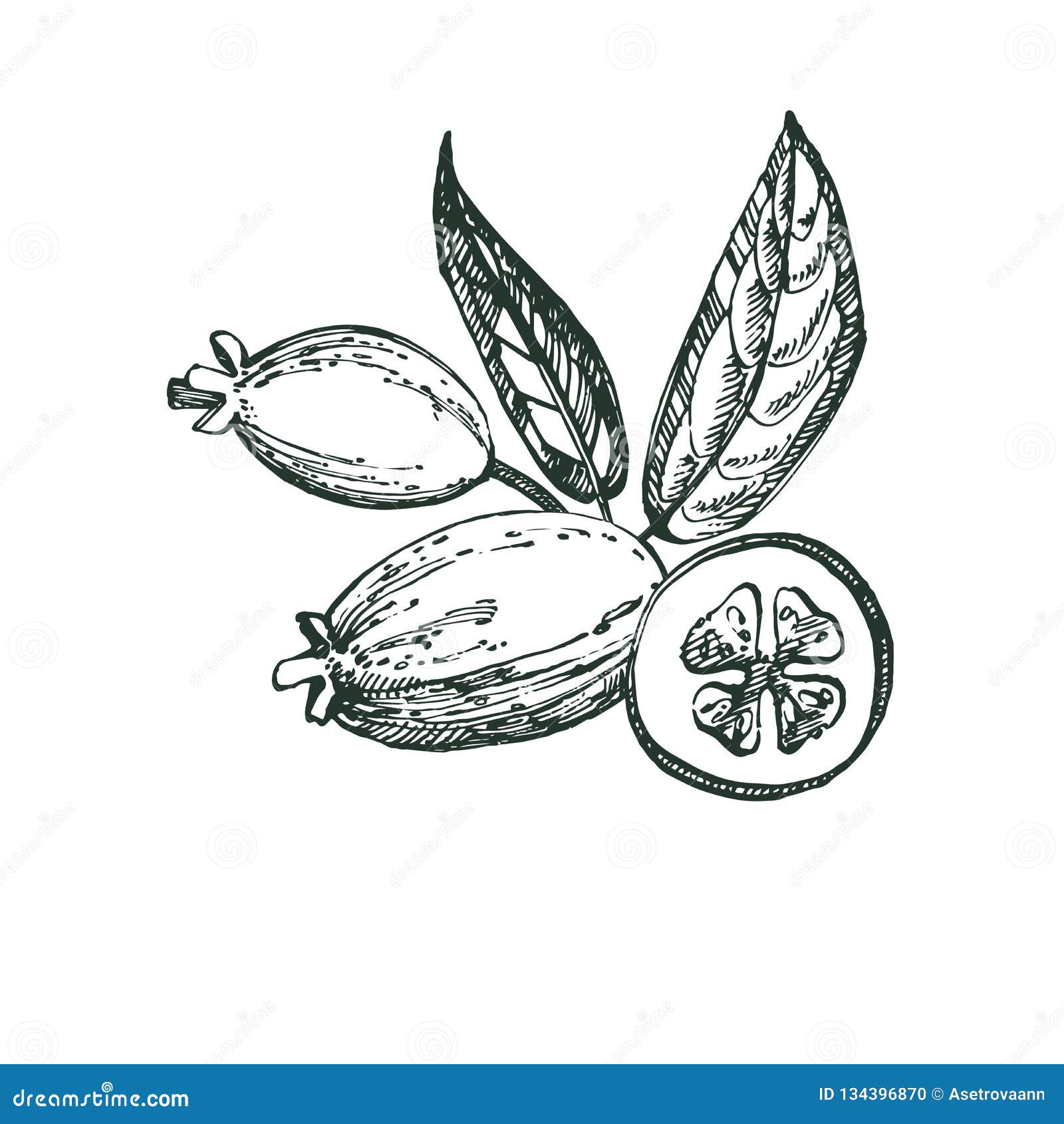 Collection of Feijoa Fruit, Flower, Leaves and Feijoa Slice. Vector ...