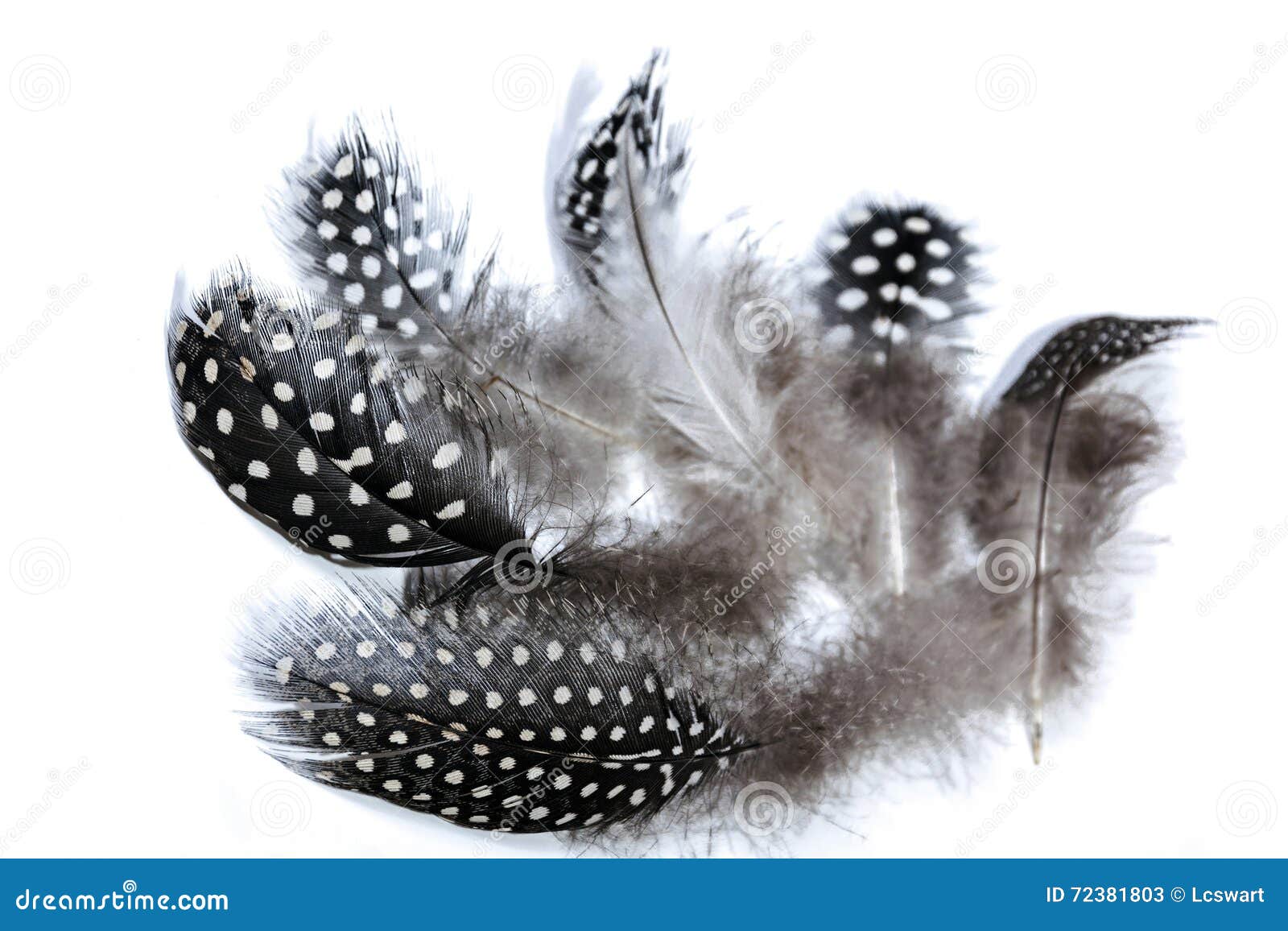 Collection of Fine Fluffy Spotted Guinea Fowl Feathers Stock Image ...