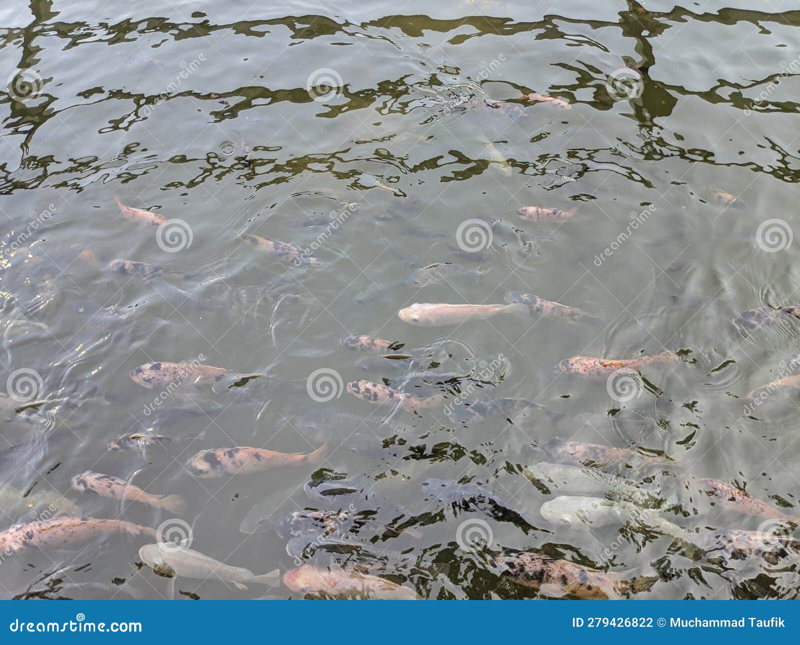 A Collection of Fish in the Water Stock Photo - Image of pond, water ...
