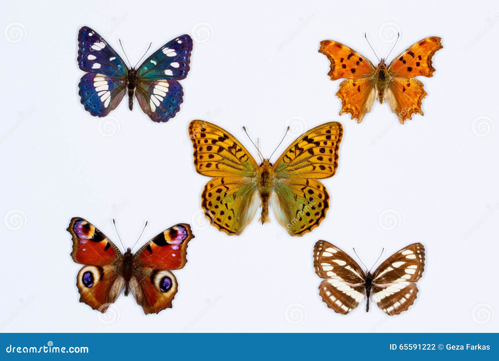 Collection of Five Brush Footed Butterflies on White Stock Photo ...