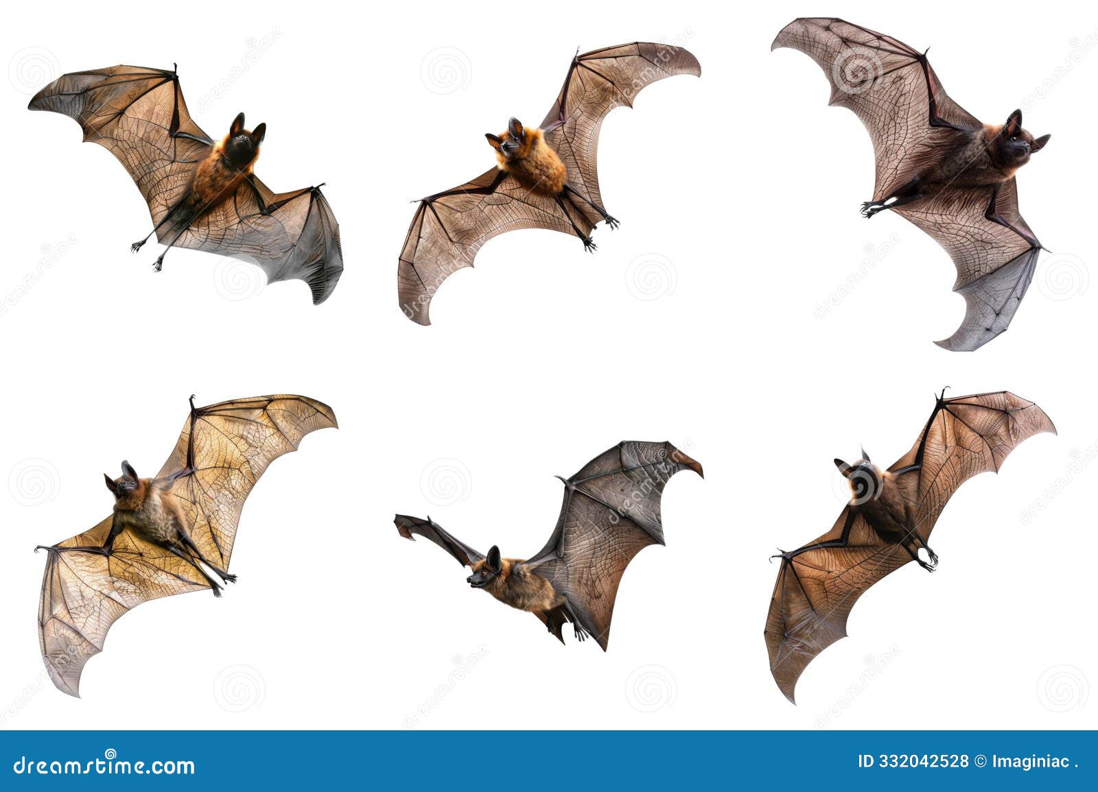 A Collection of Five Flying Bats in Various Poses Stock Illustration ...