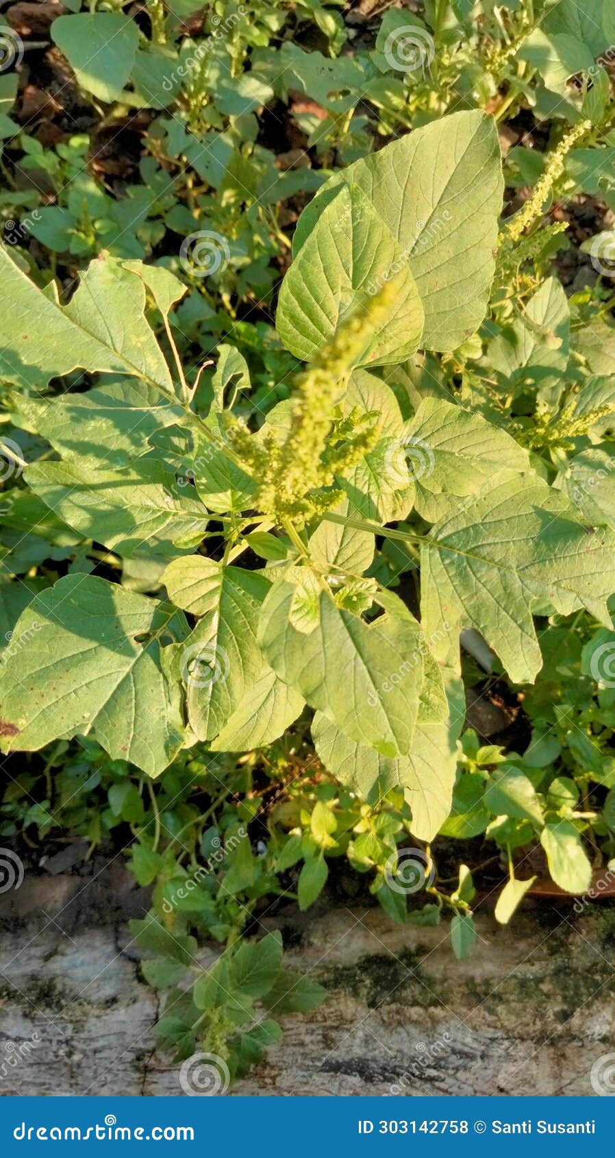 A Collection of Flowering Spinach Growing in the Yard Stock Photo ...